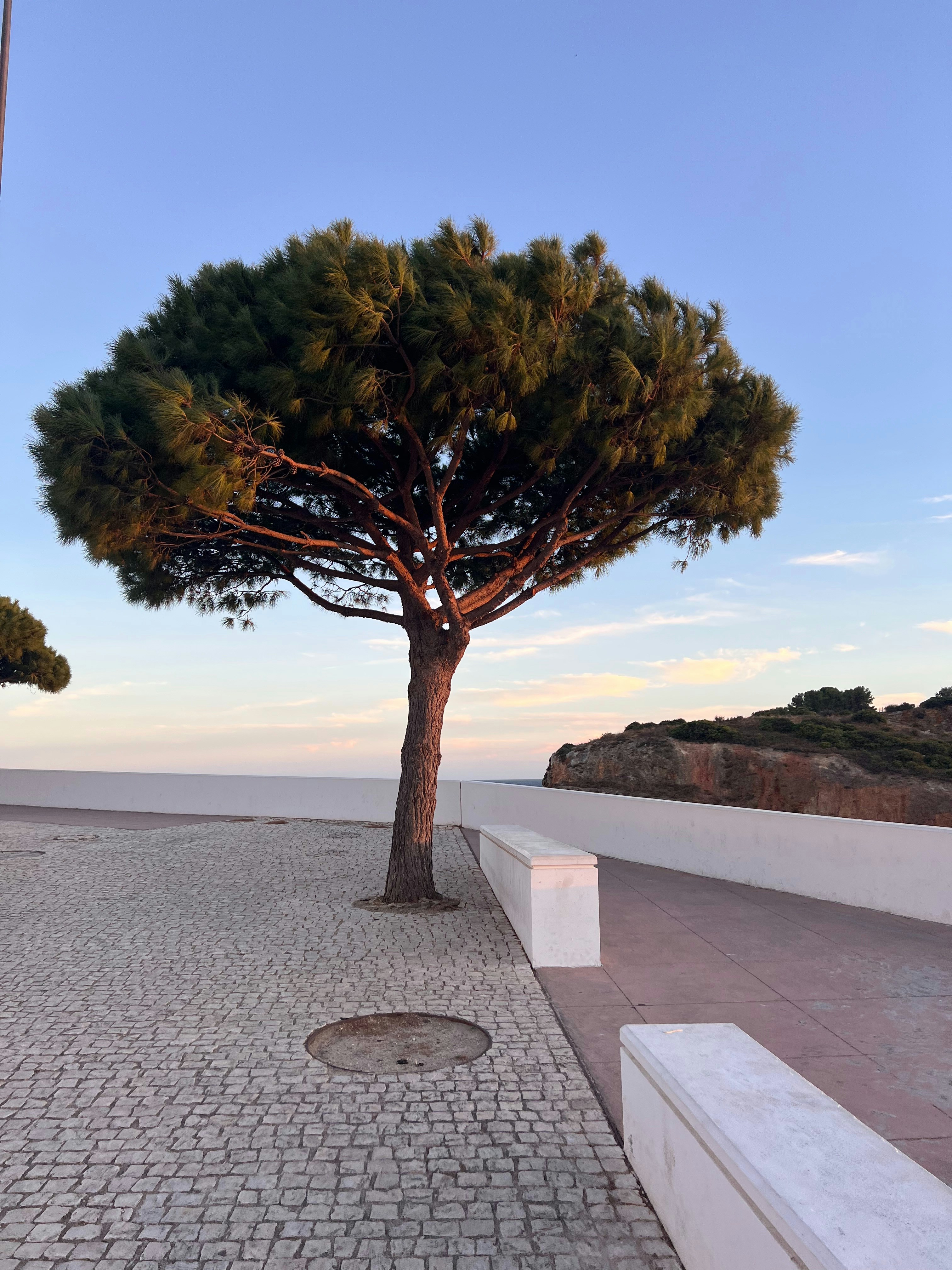 Solitary Sentinel: The Tree by the Sea