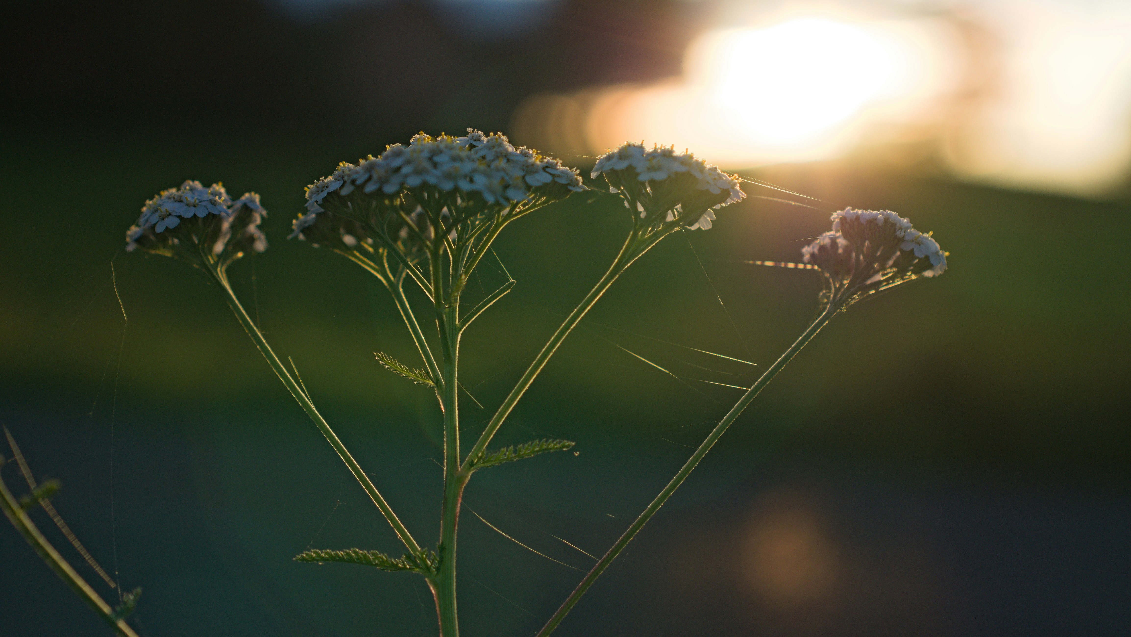 Delicate white flowers silhouetted against a glowing sunset, capturing the serene transition from day to night.