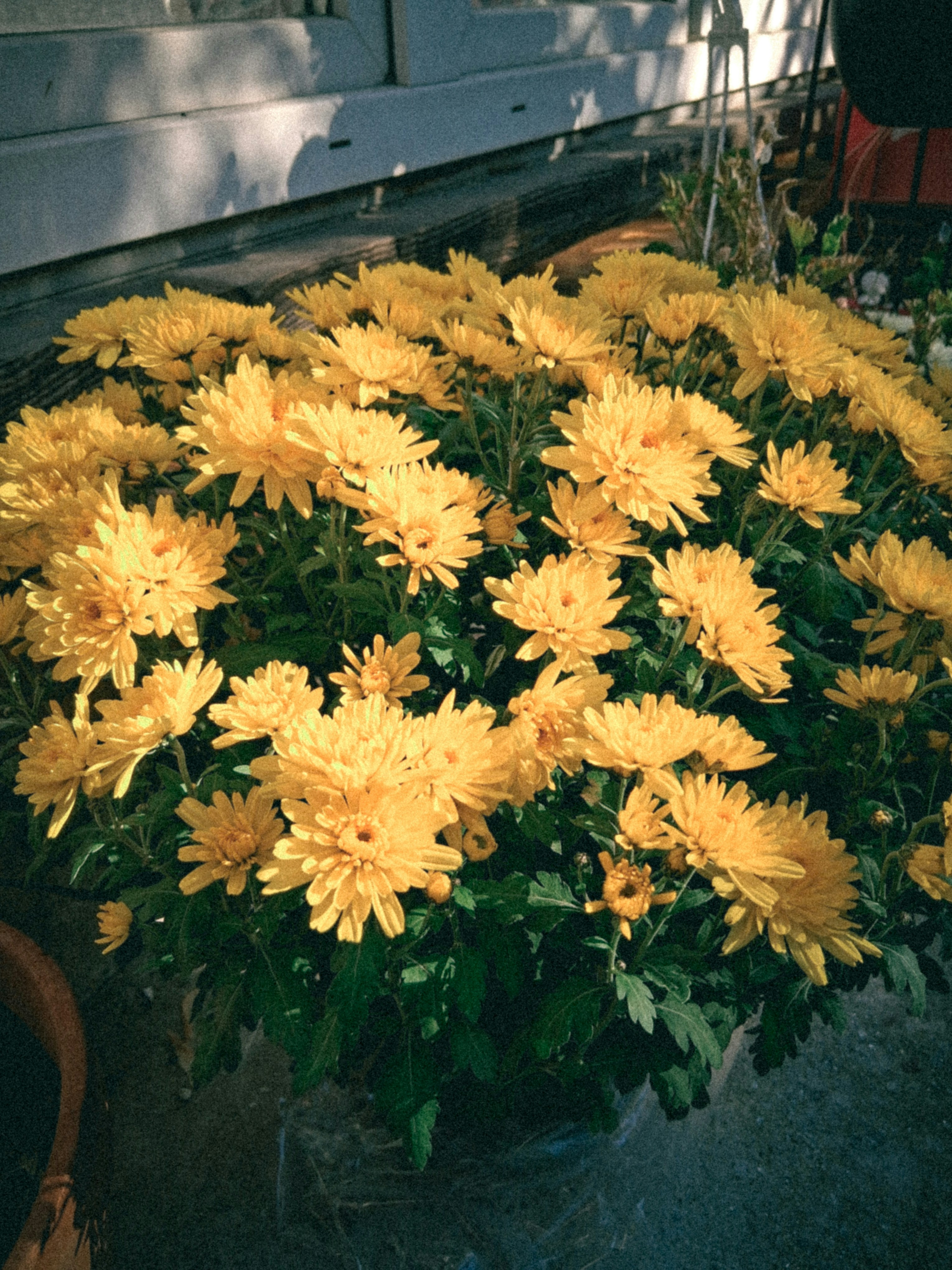 A bush of bright yellow chrysanthemums in sunlight.