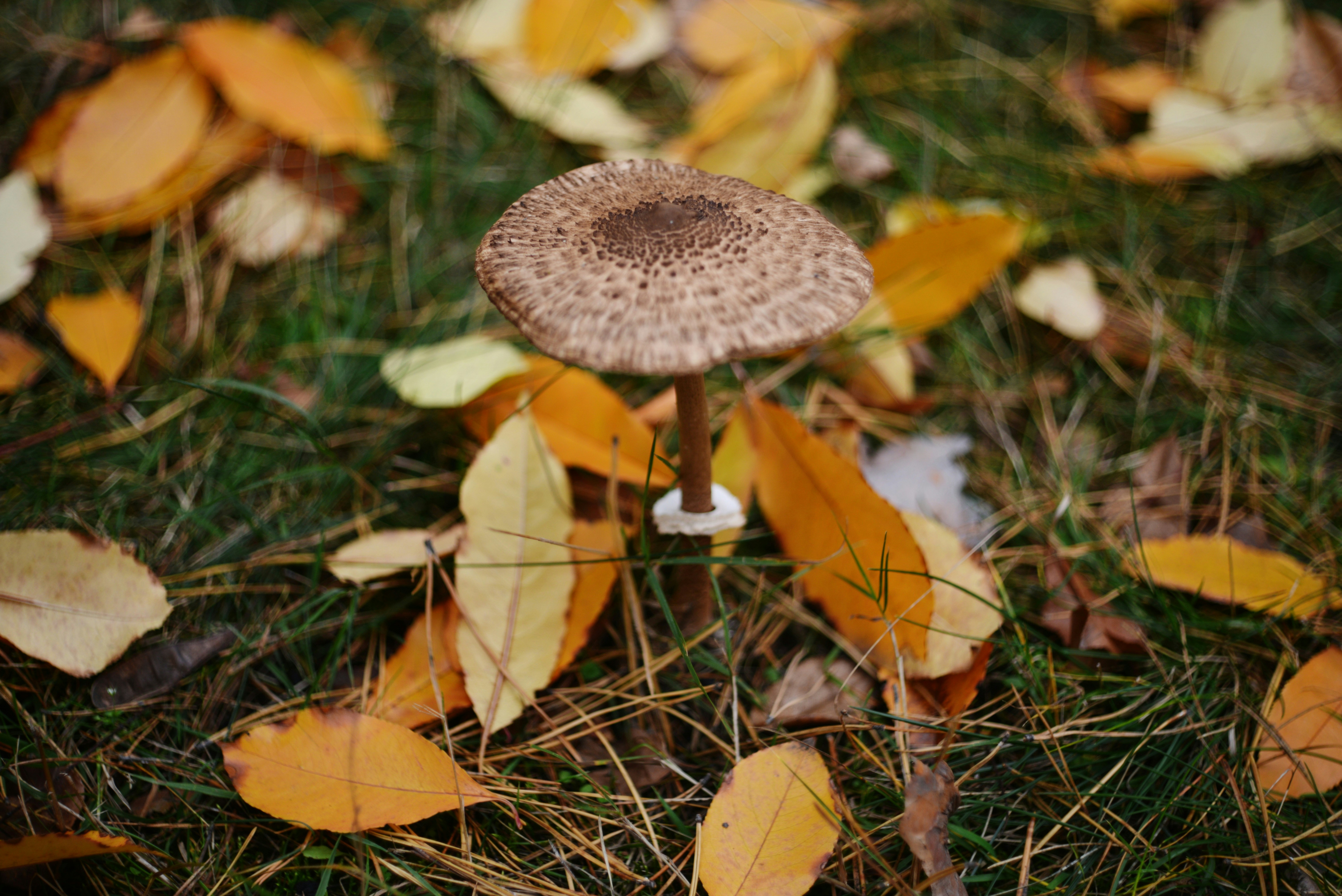 Nature's Umbrella: The Spotted Cap