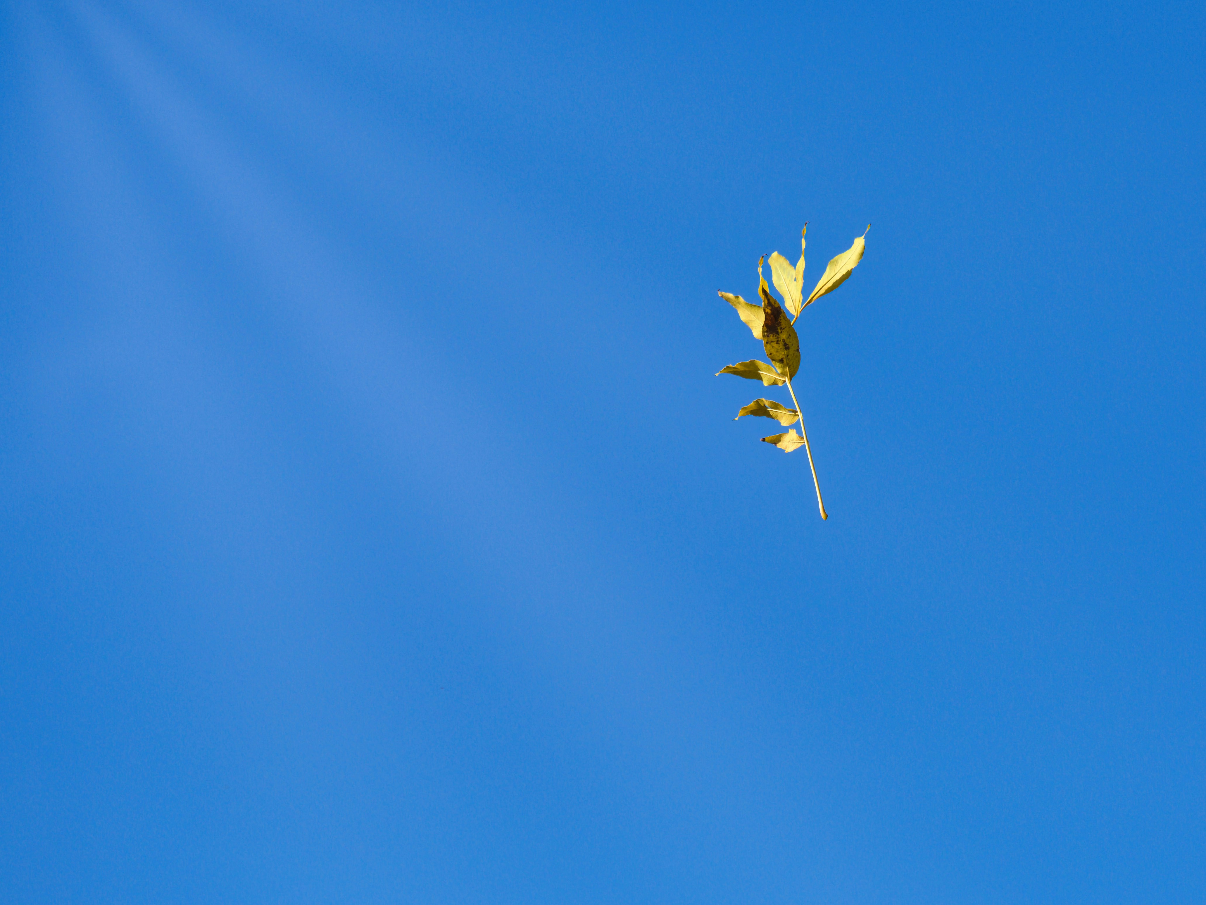 Solitary Golden Leaf Adrift Across a Pristine Blue Sky