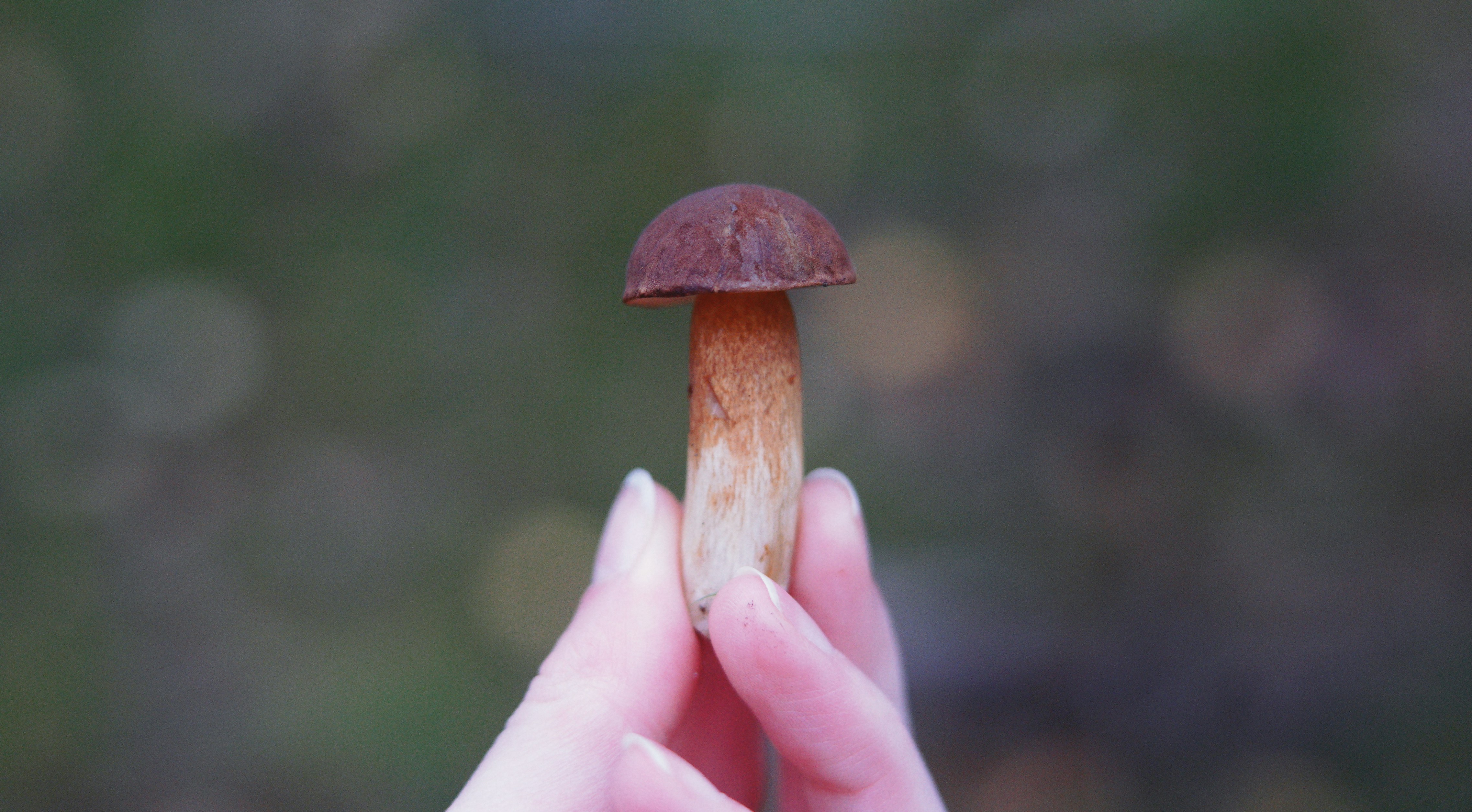 Hand holding a small mushroom with a reddish-brown cap against a blurred natural background.