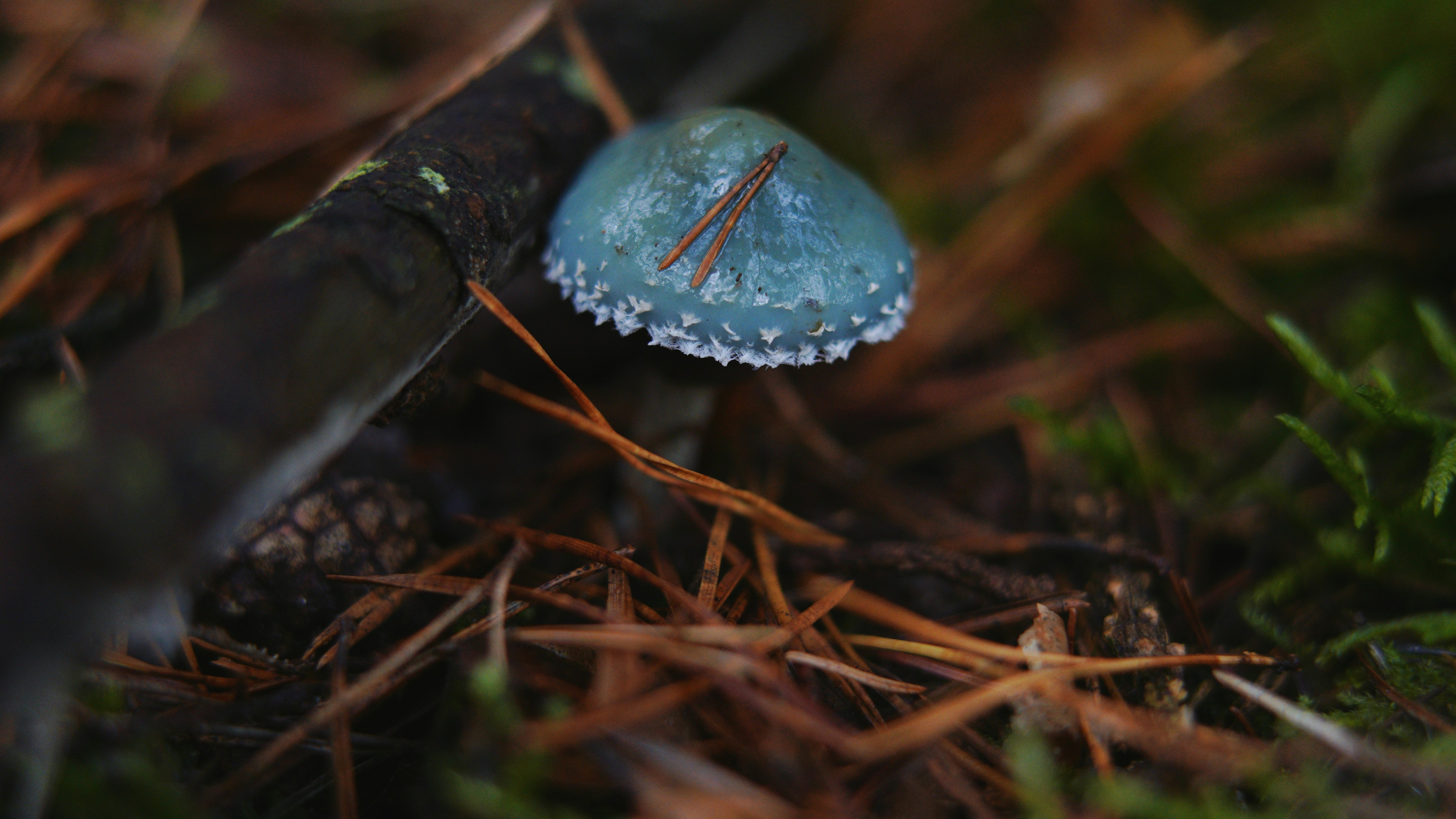 A small blue mushroom with white spots on its cap. photo – Free Nature ...
