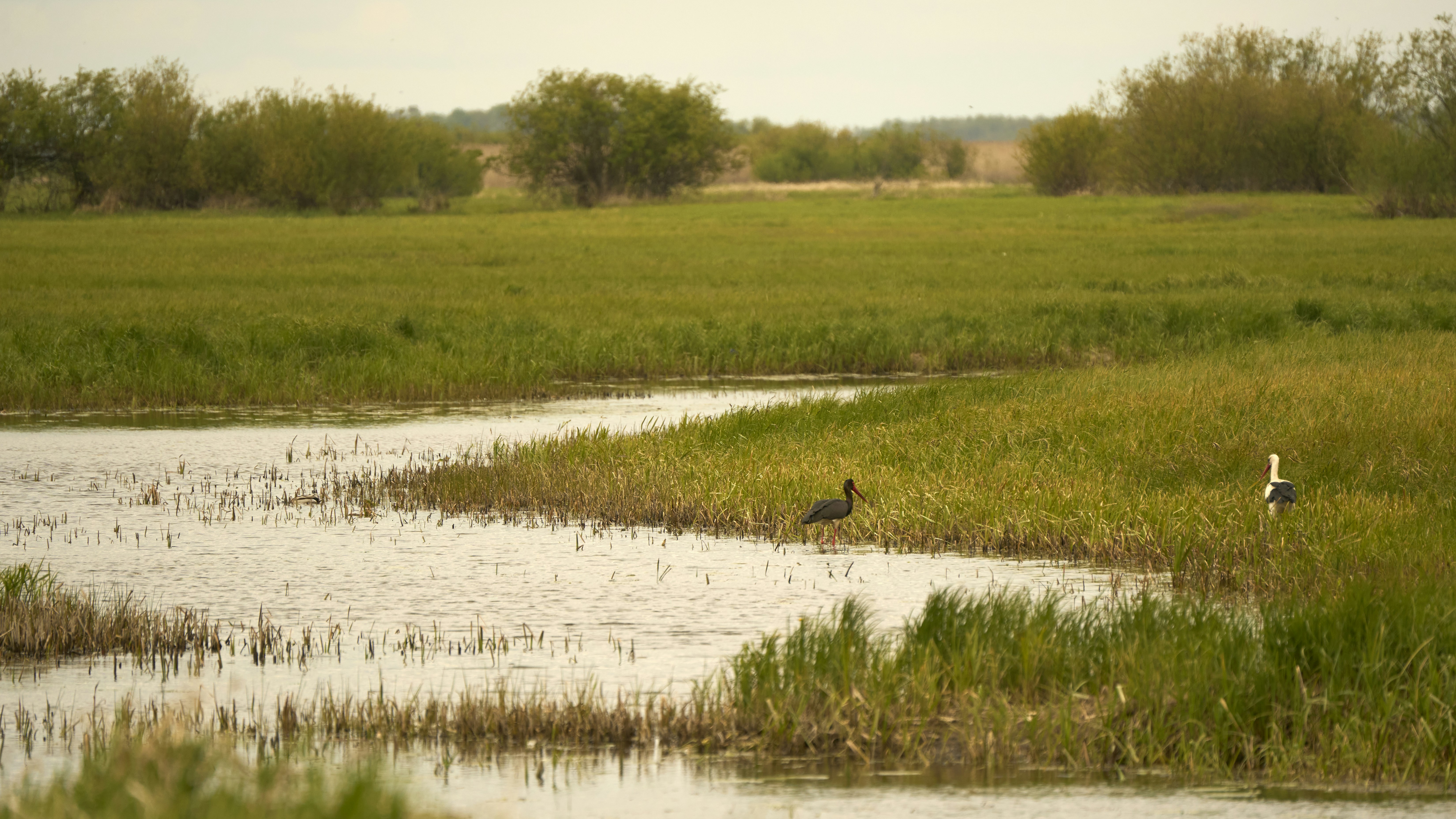 Two Herons at the Edge of a Sunlit Marsh