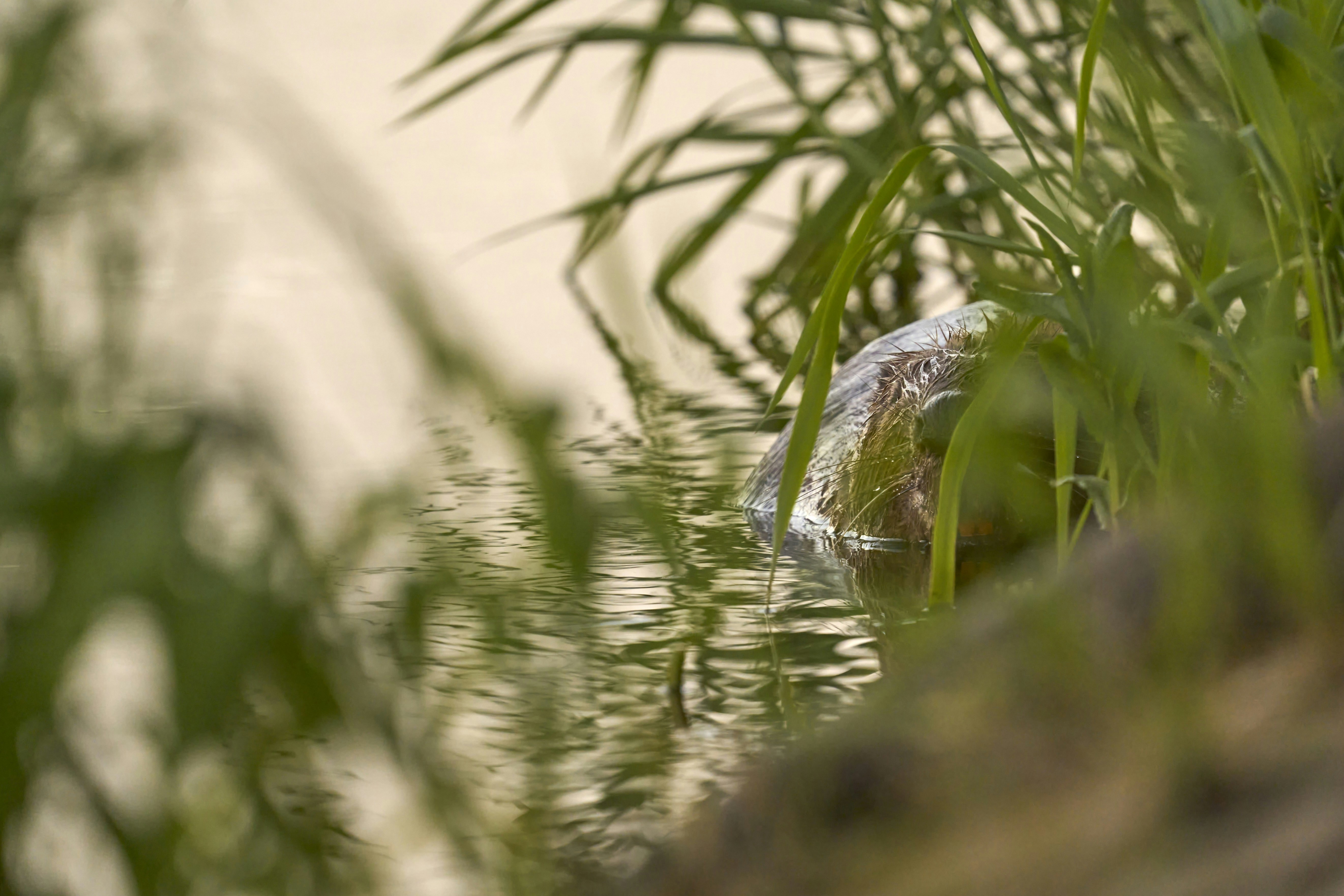 Nature's Reflection: A Hidden Gem