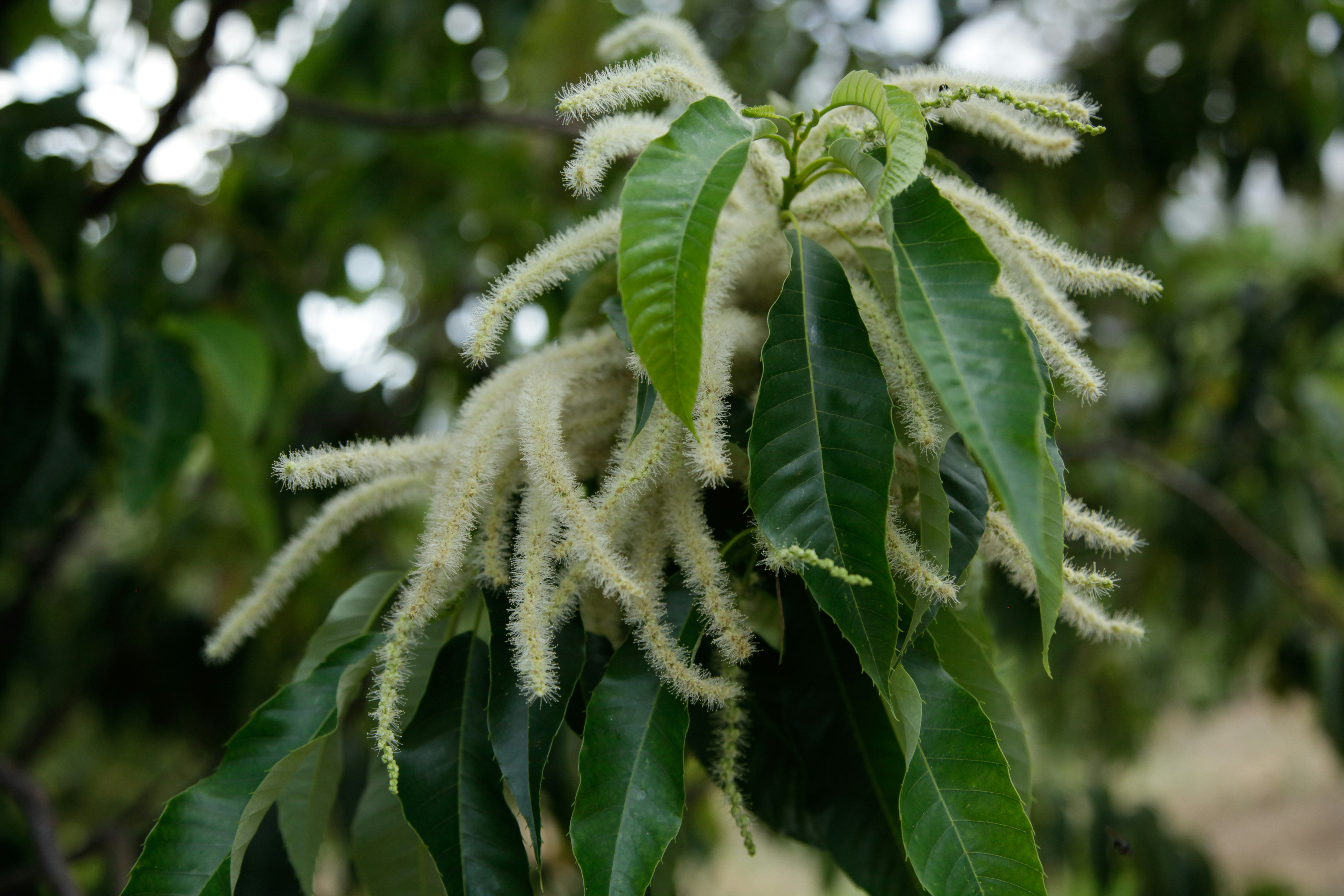 Delicate clusters of flowering foliage emerge from lush green leaves on a tree, showcasing intricate natural designs.