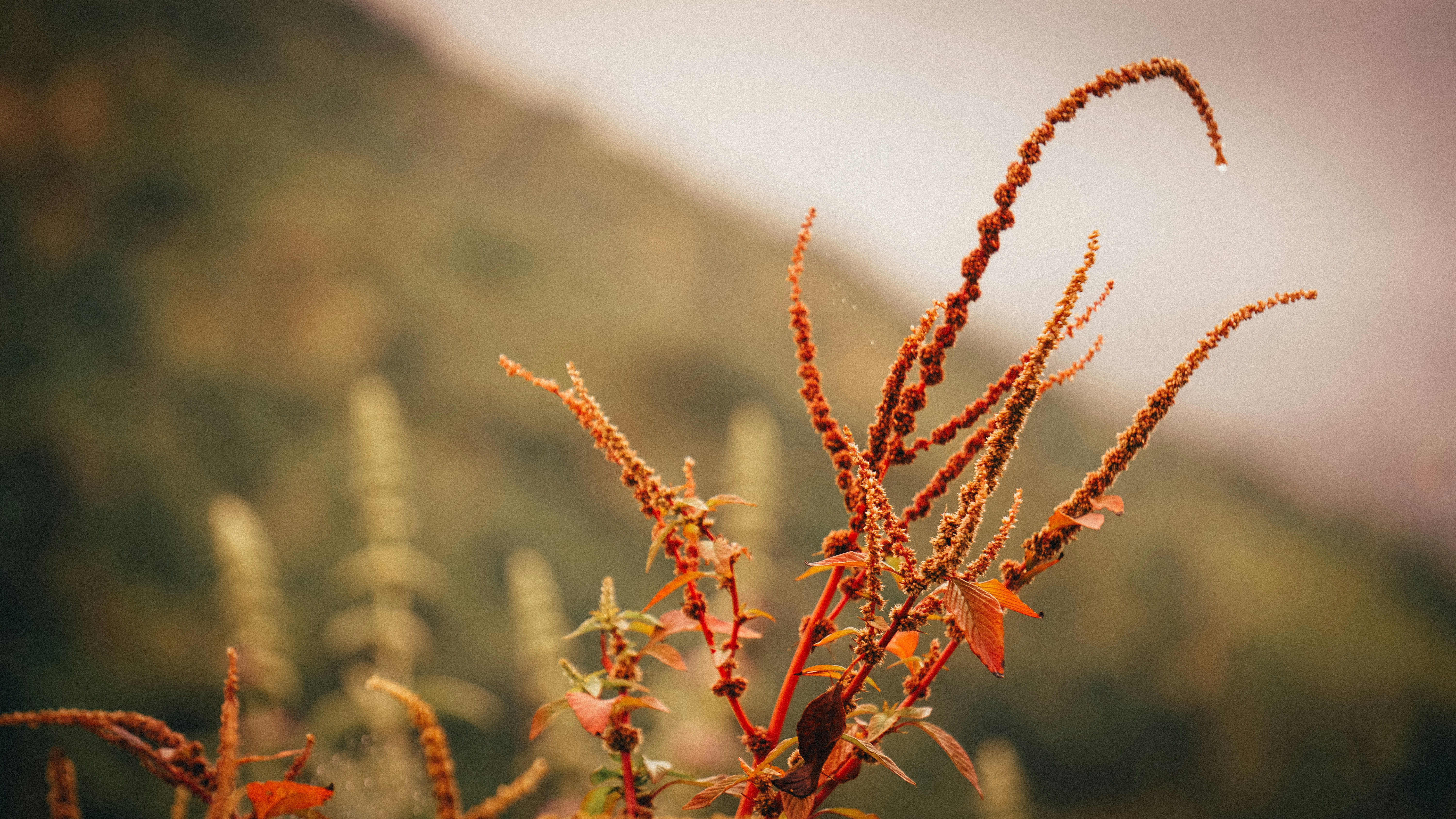 Dry seed stalks of a plant against a blurred background