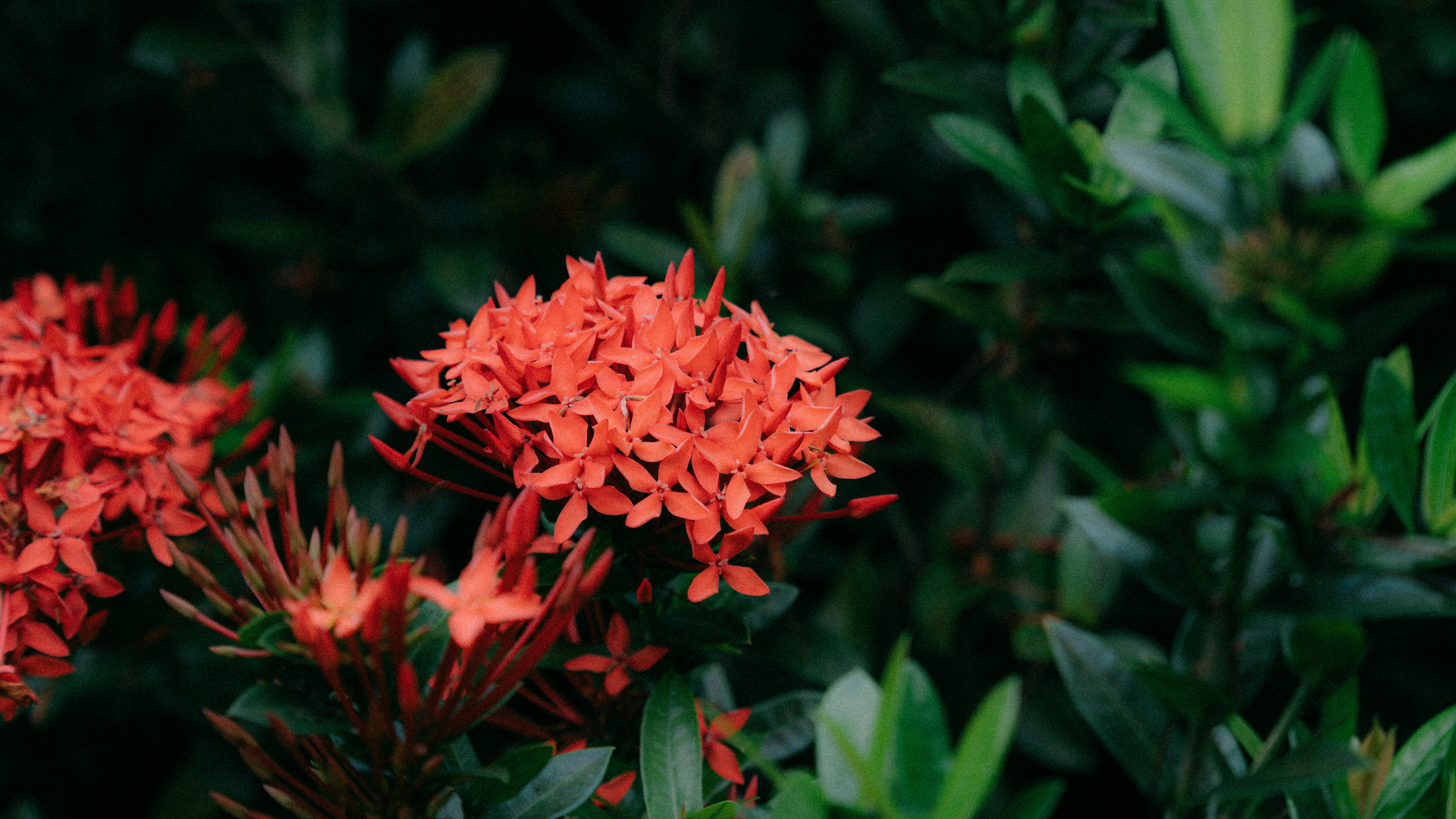 Cluster of bright orange flowers surrounded by rich green foliage, showcasing the beauty of nature's palette.