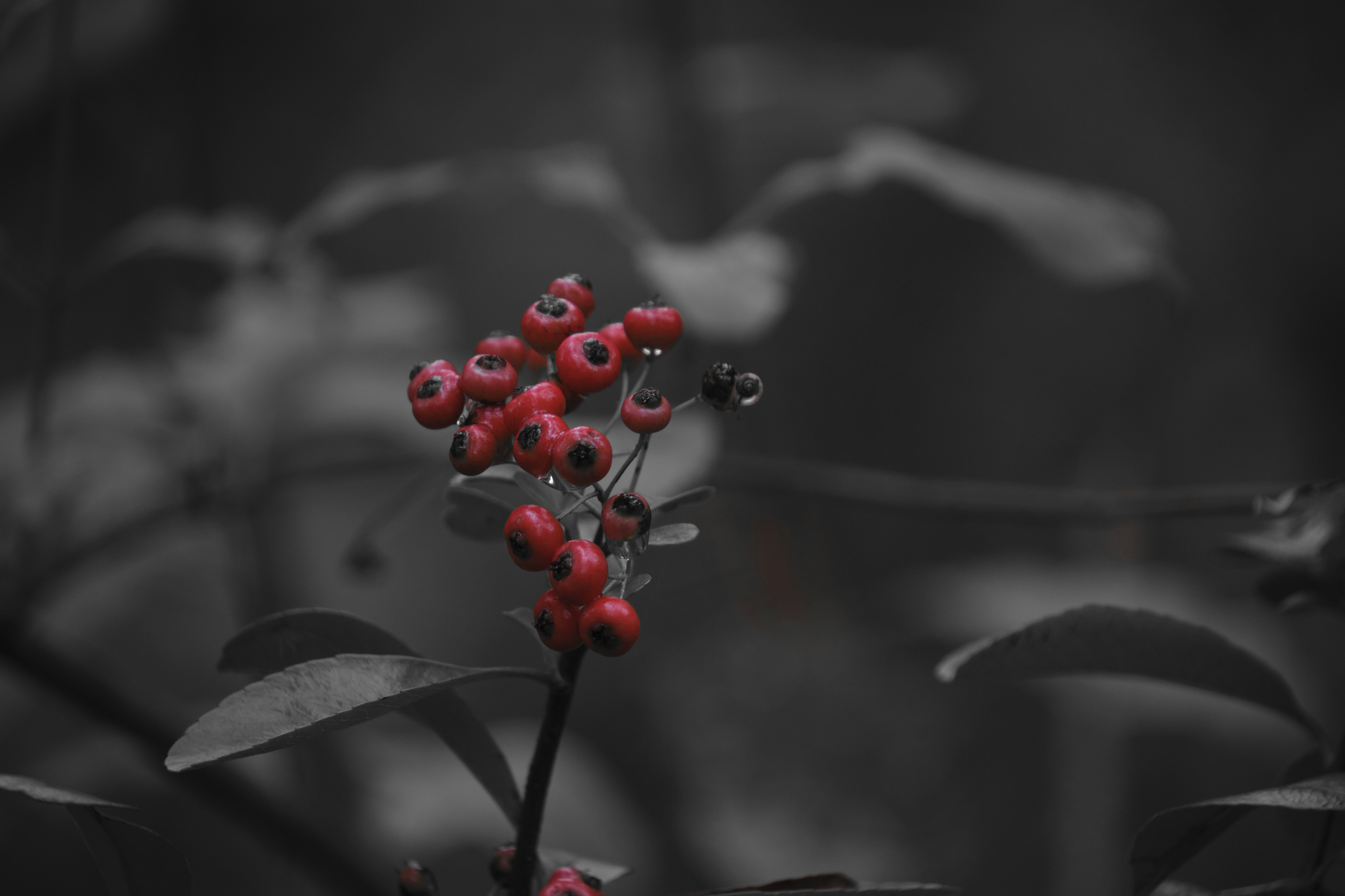 Crimson Clusters Amidst Shadows