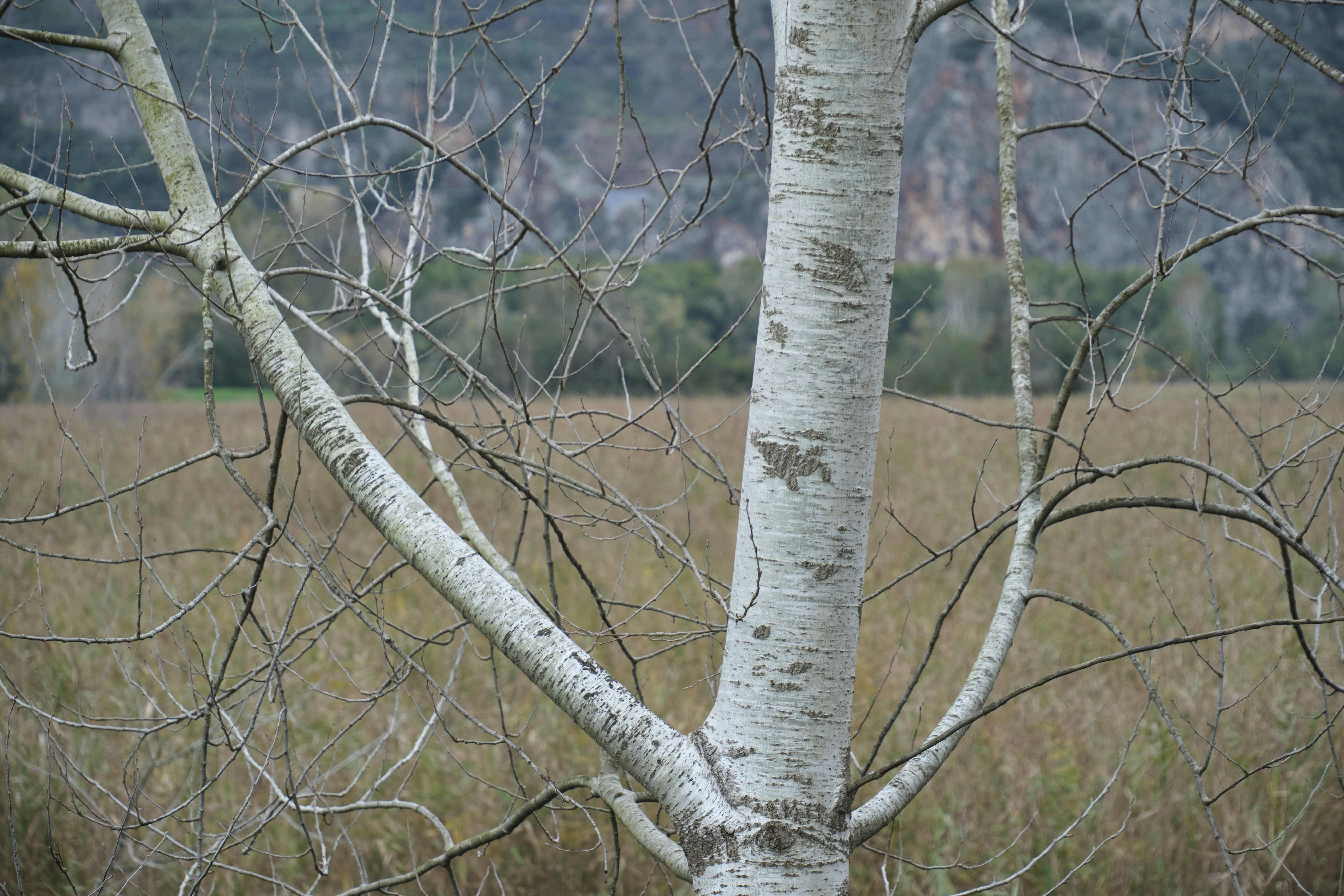 Birch at the Field's Edge: White Trunk, Tangled Branches, Distant Hills