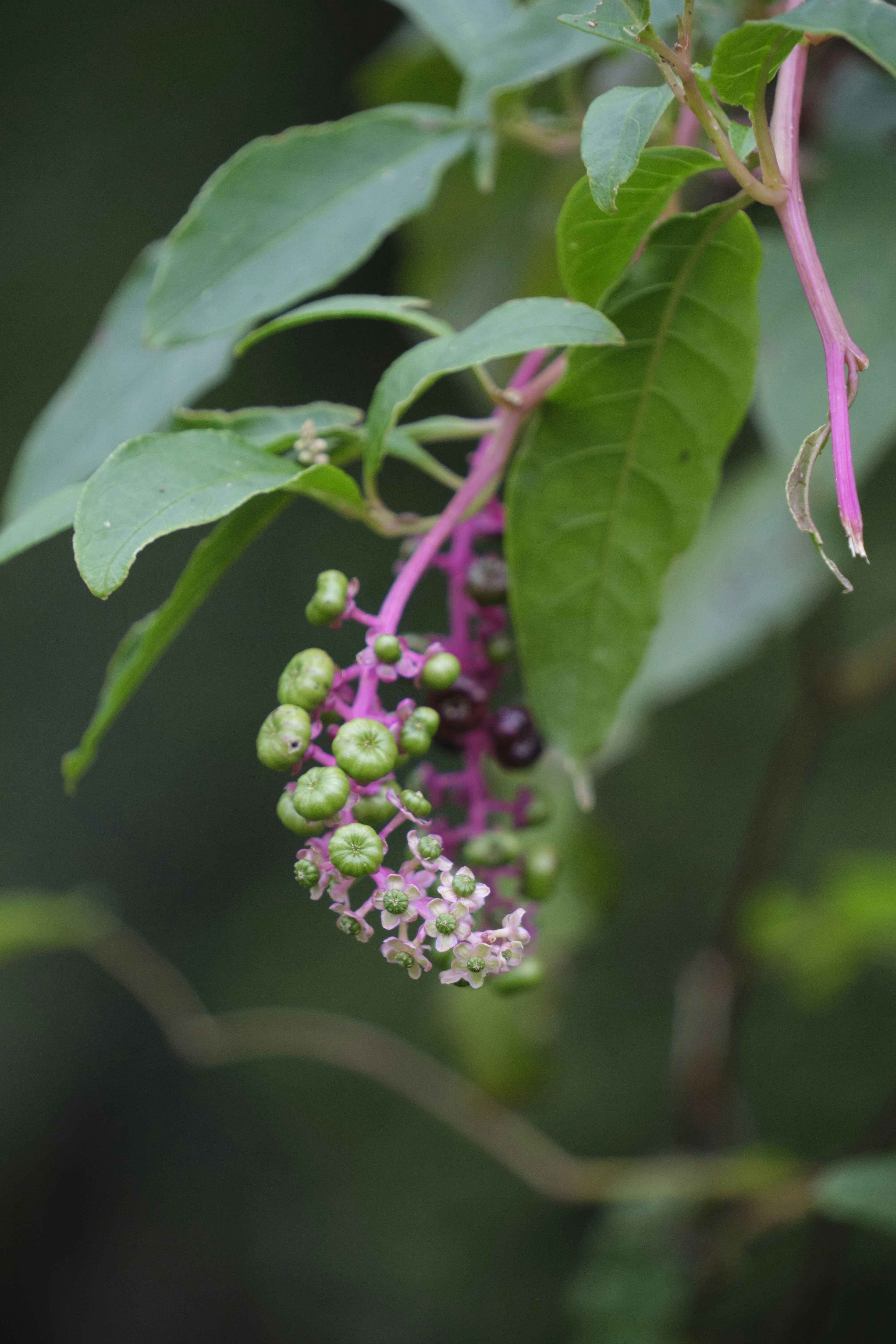 A cluster of green and purple berries on a plant.
