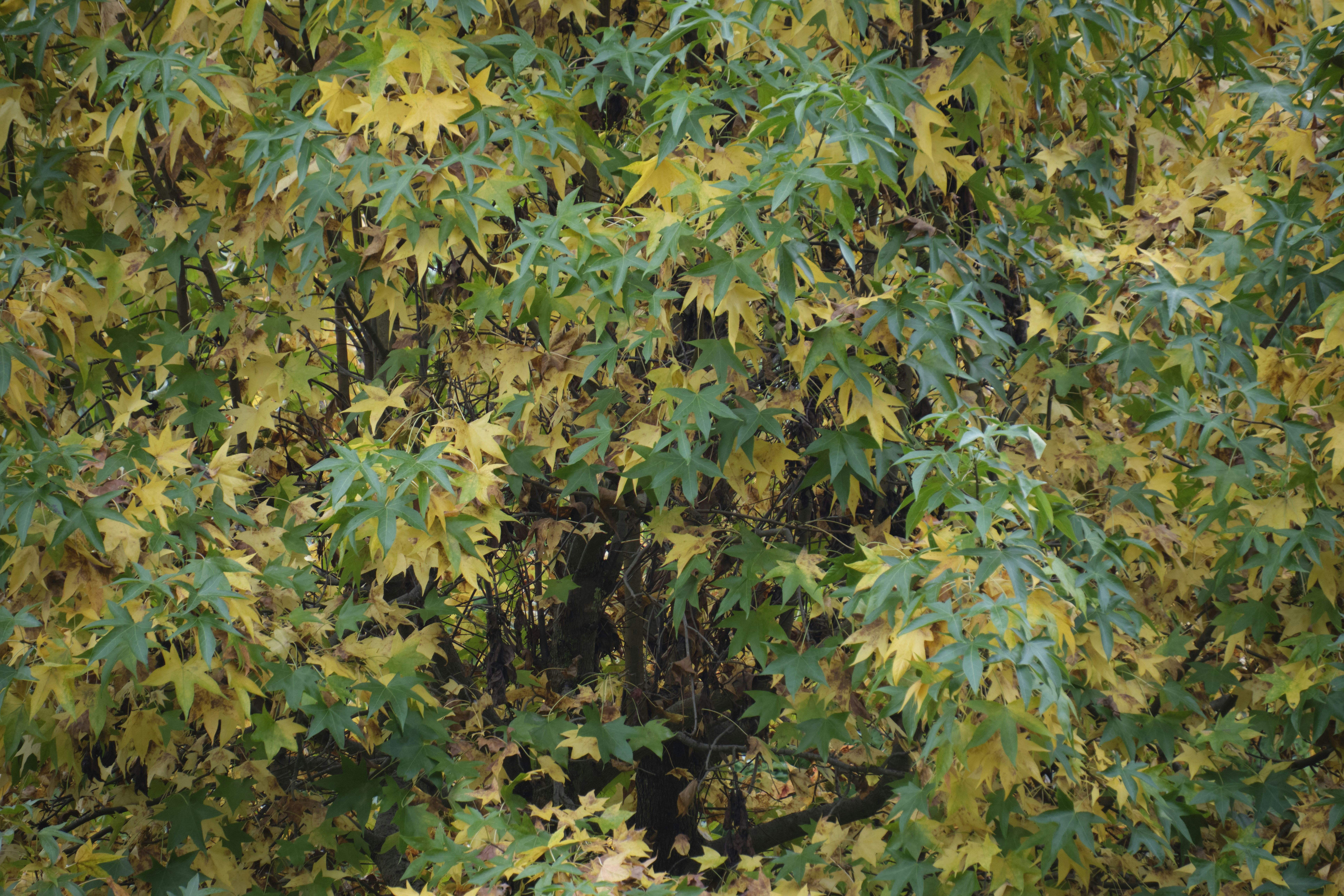 Autumn Veranda: Green and Gold Maple Foliage