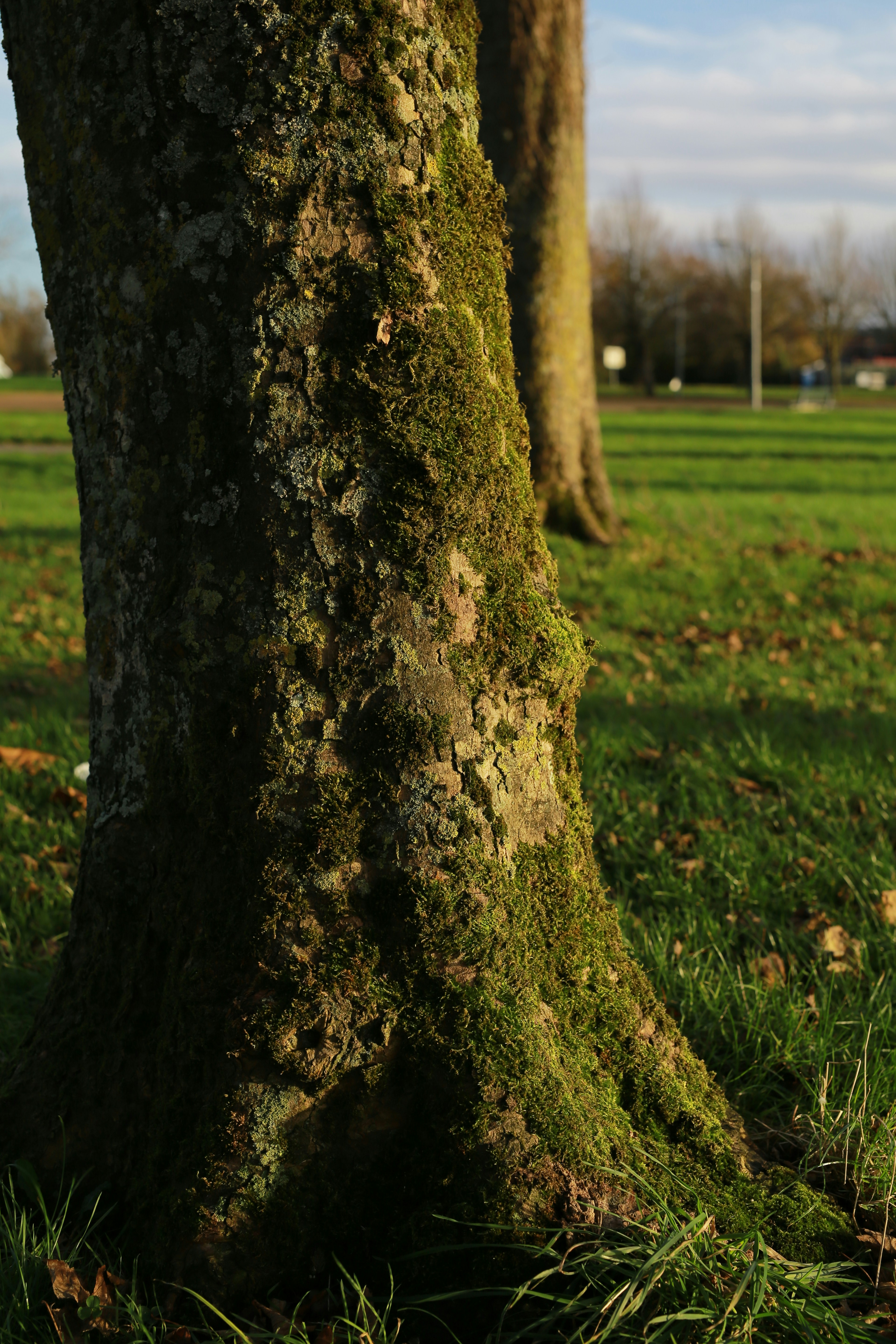 Sunlit Moss on a Park Trunk: Textured Bark in Autumn Light