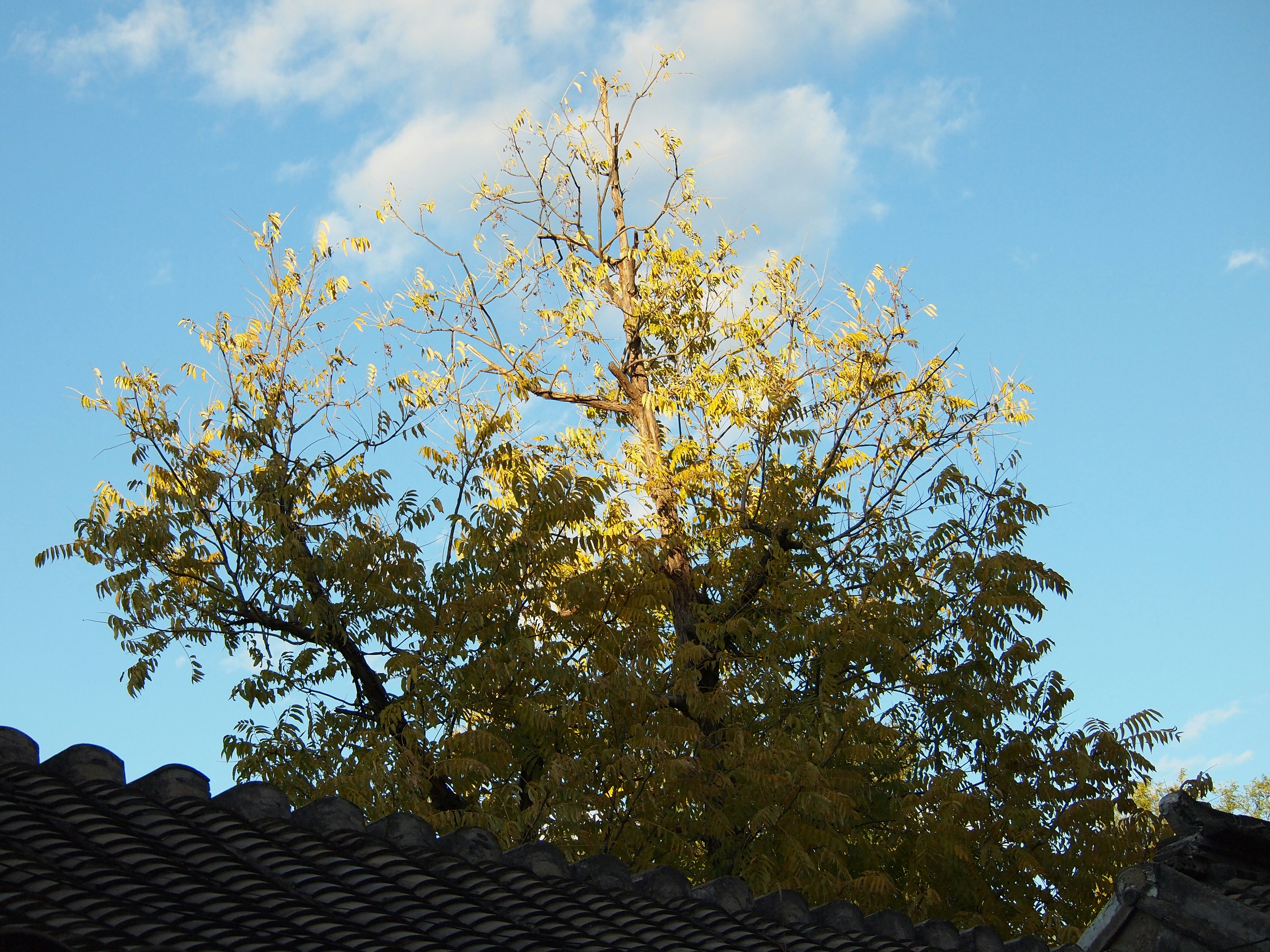Golden Canopy Against a Blue Canvas