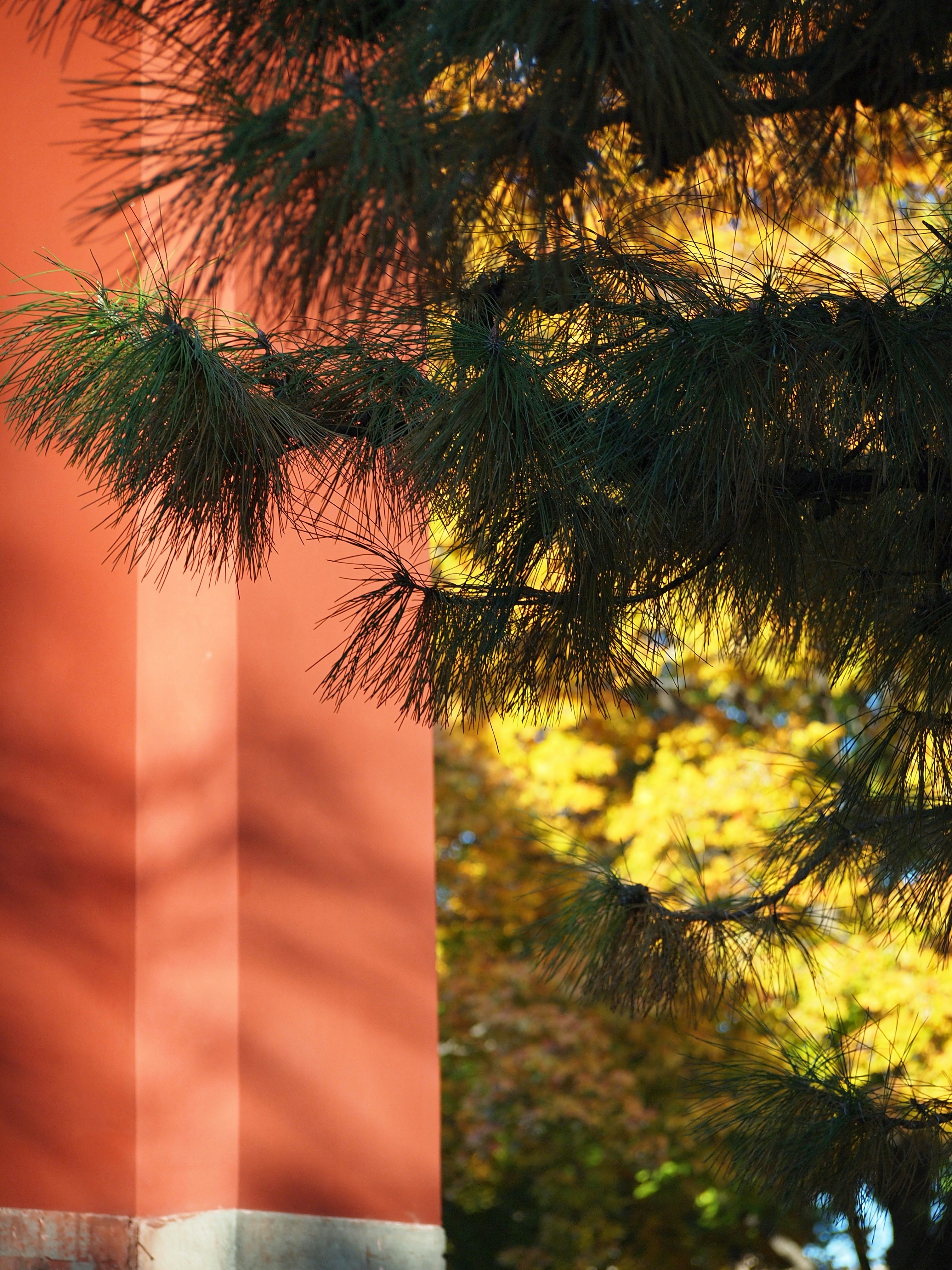 Autumn's Embrace: Nature Meets Architecture