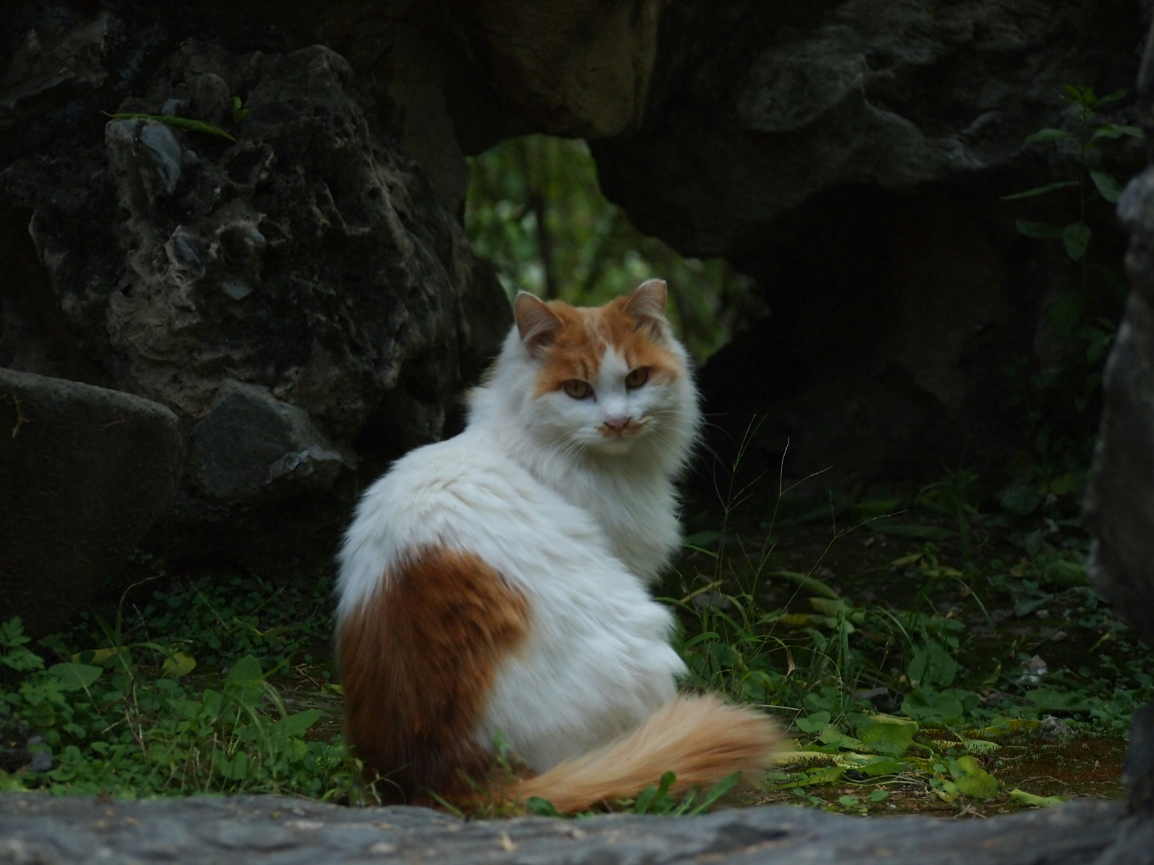 Whiskered Guardian of the Green Escape