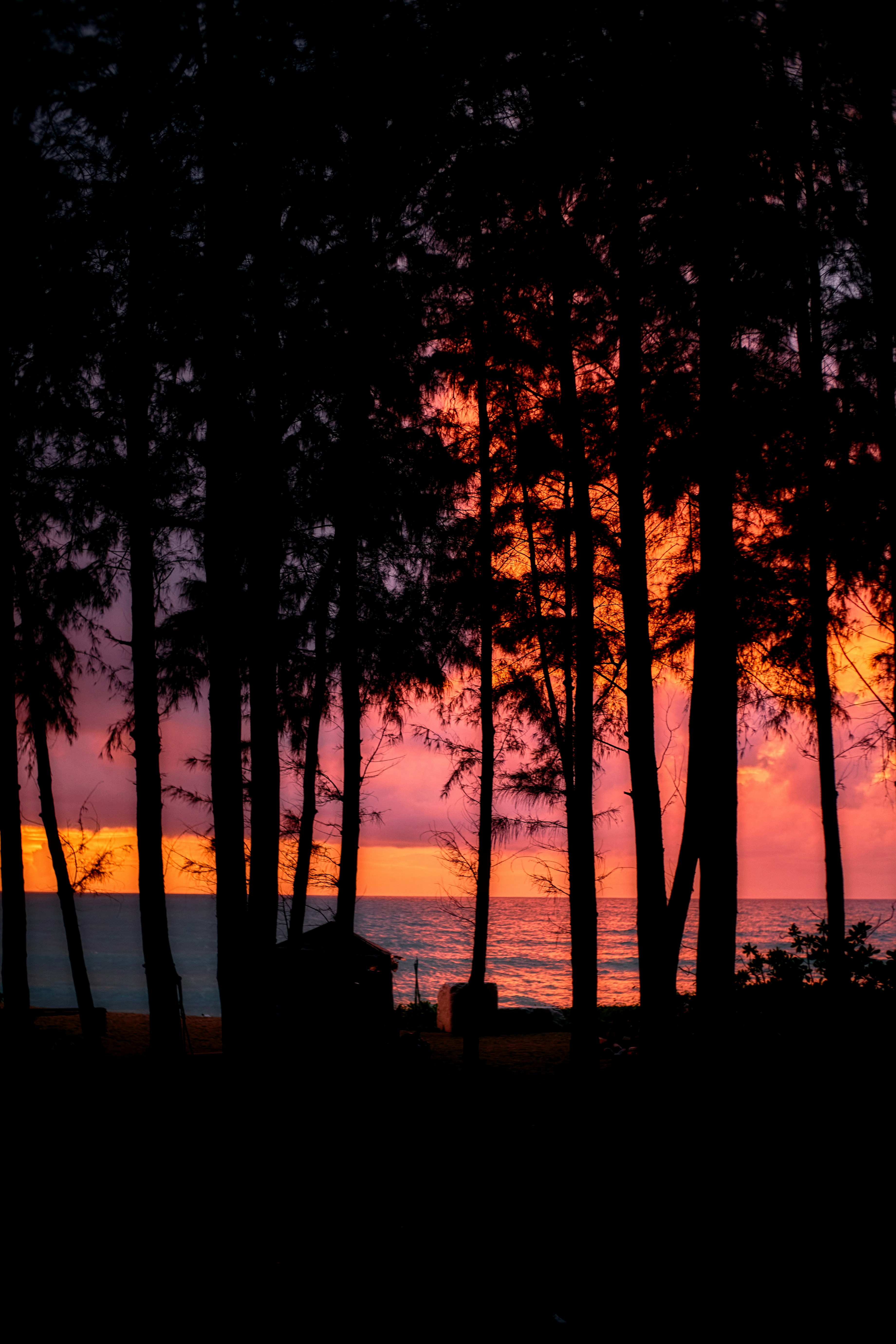 Silhouetted trees against a vibrant sunset over the ocean