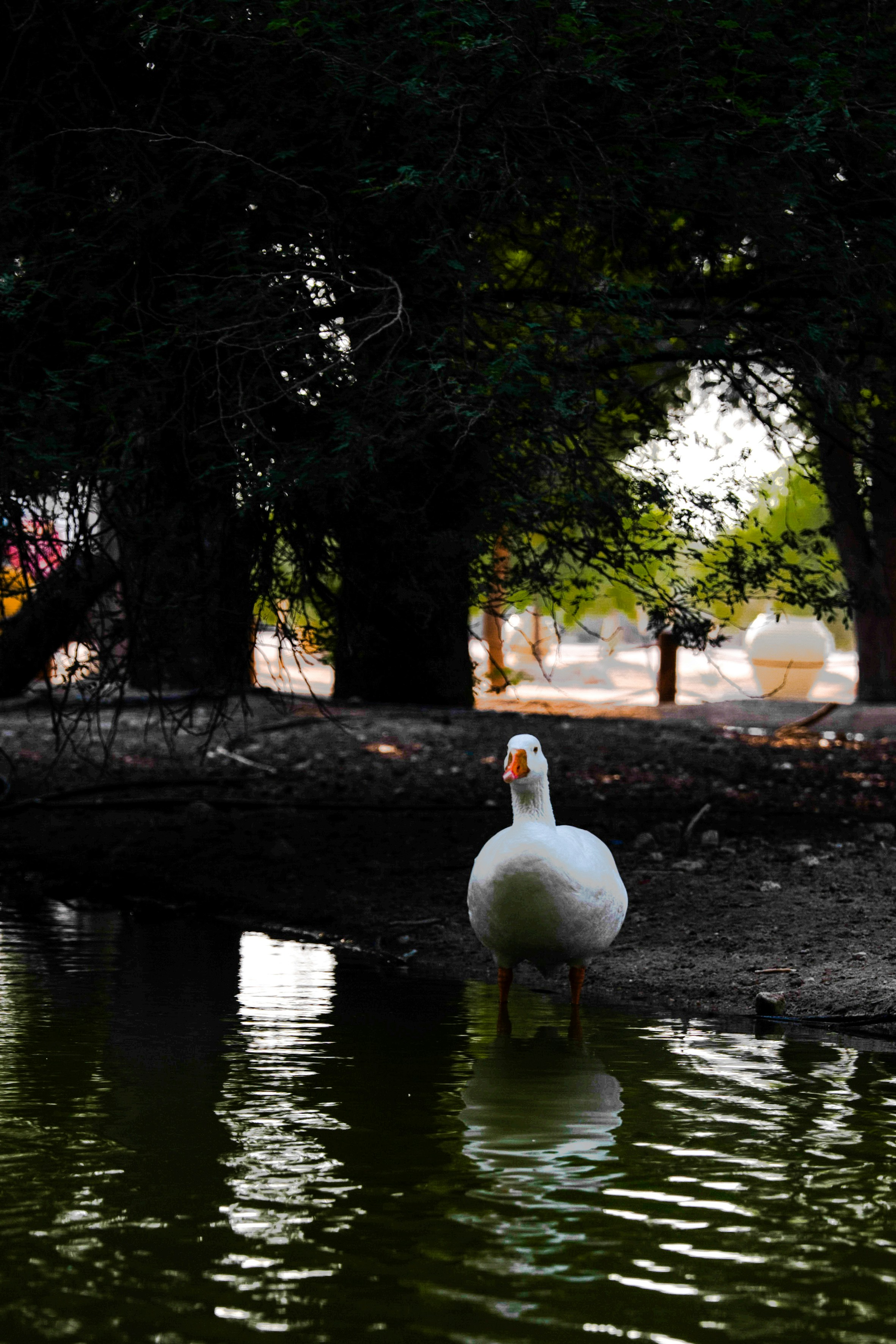 White Duck in Dappled Shade: Stillness by the Pond