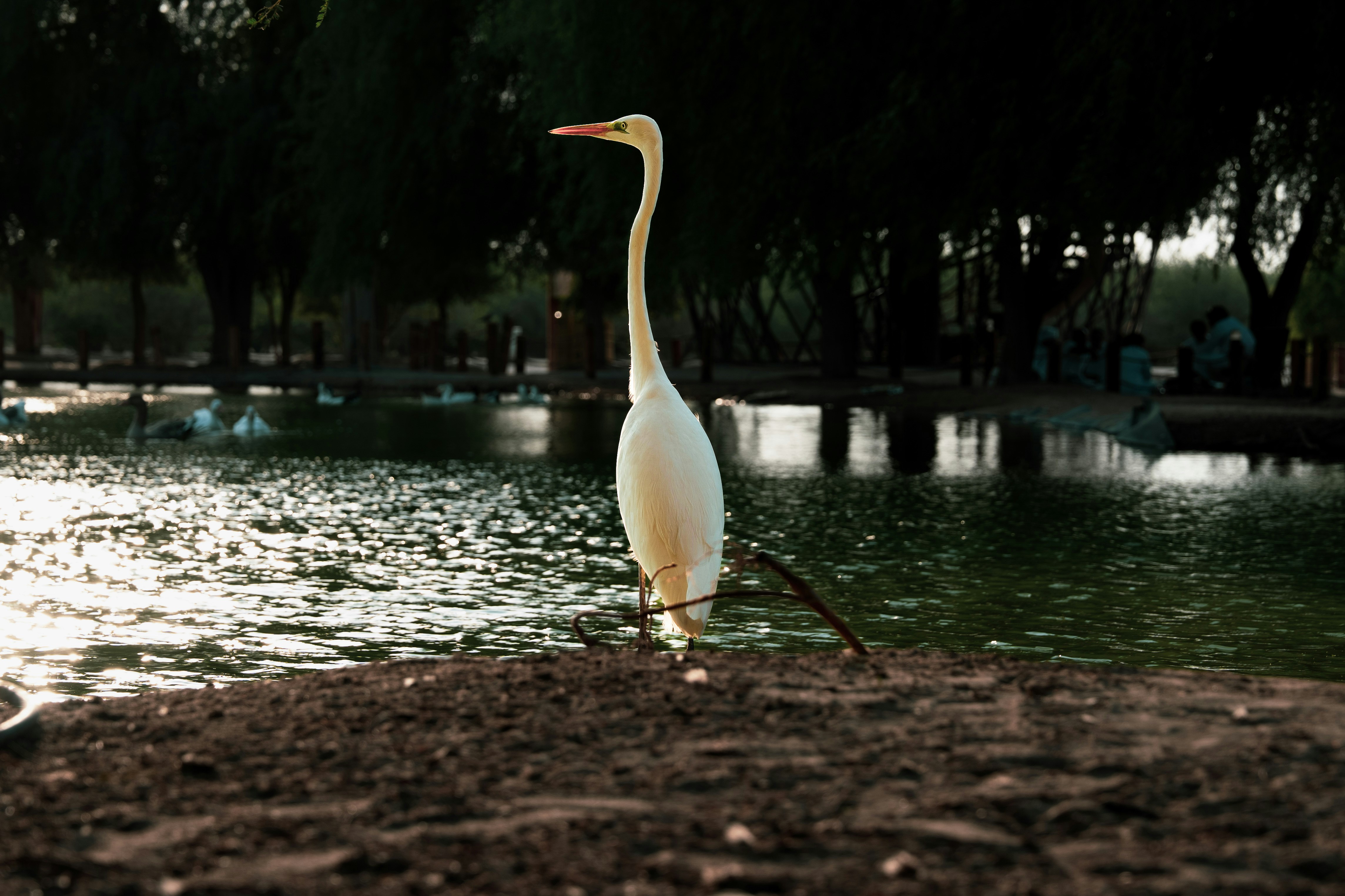 Elegance in Stillness: The Great Egret's Watch