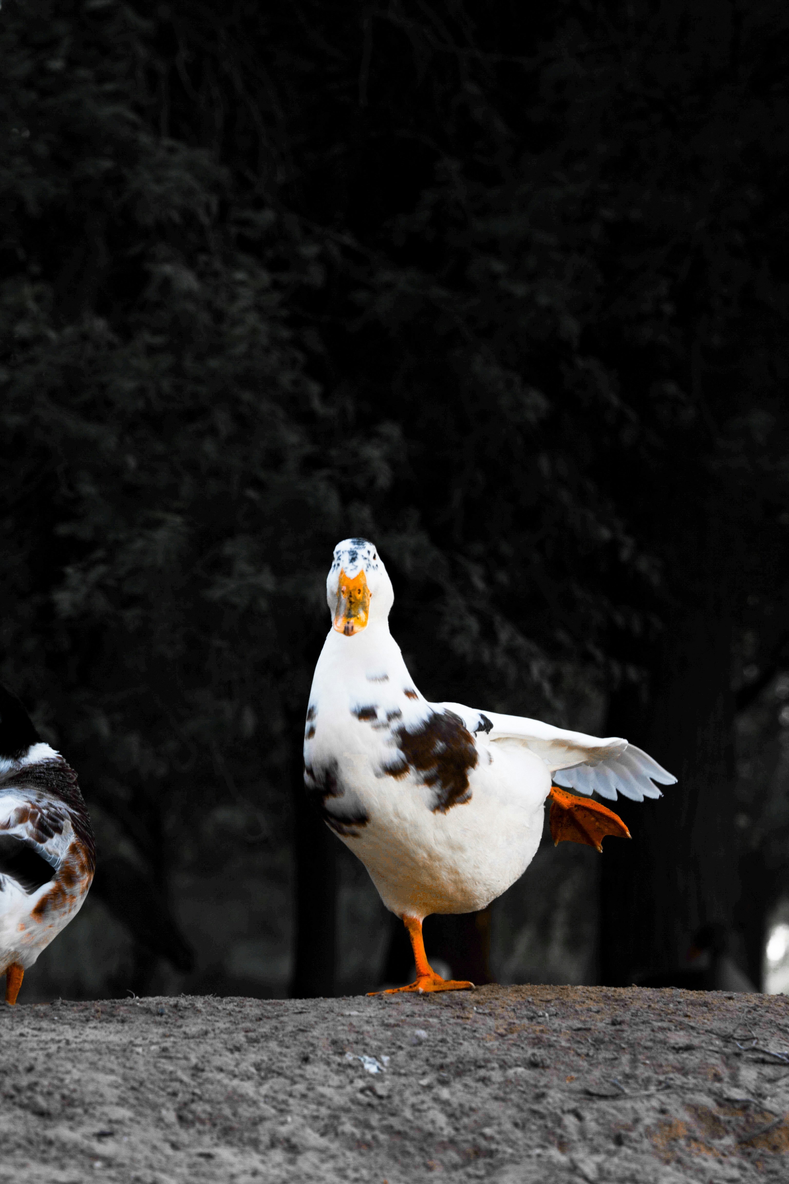 Grounded White Goose on a Muddy Stage Beneath a Dark Forest Backdrop