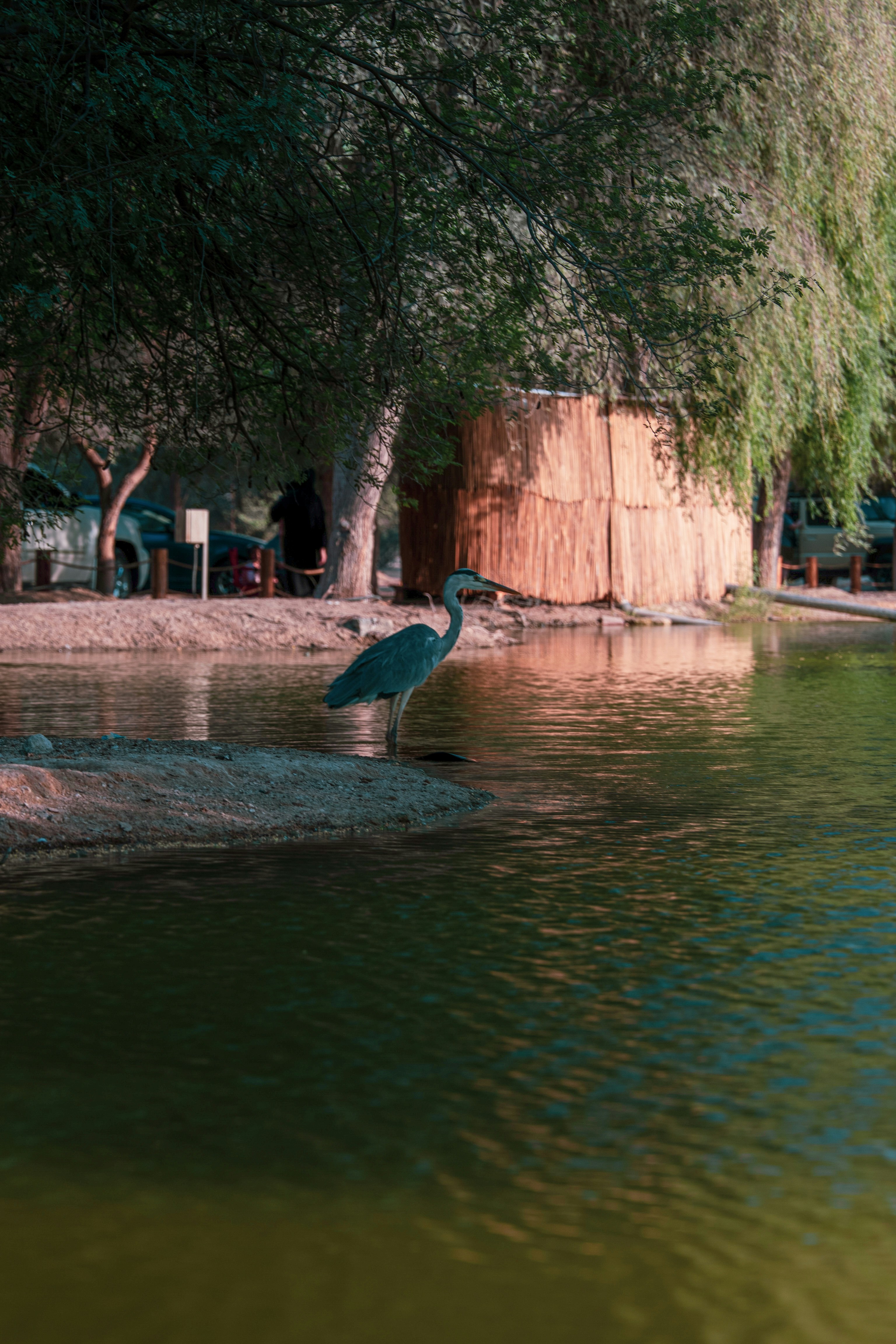 Heron at the Riverside Edge: Quiet Sentinel Among Dappled Shadows