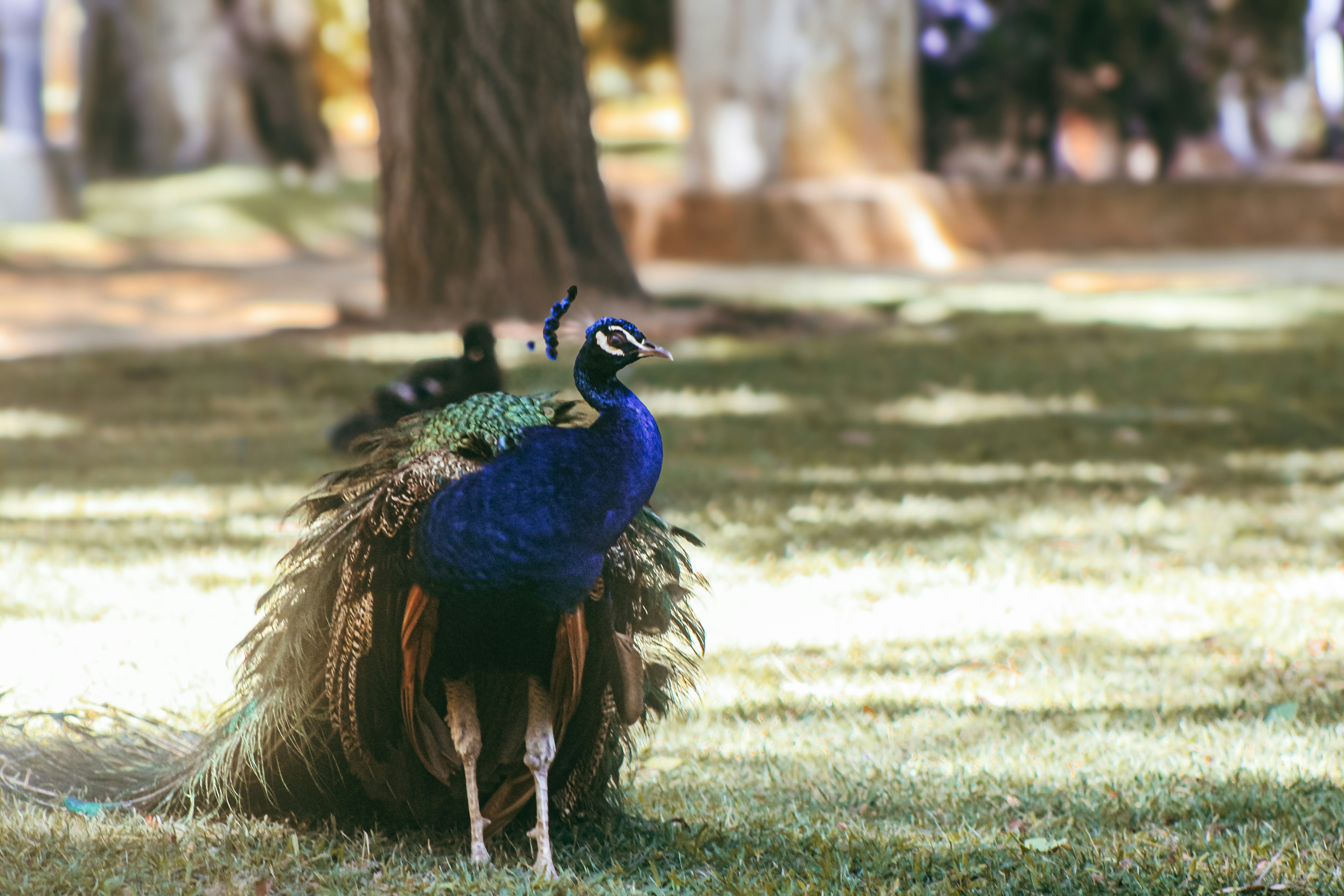 Elegance in Motion: The Peacock's Display