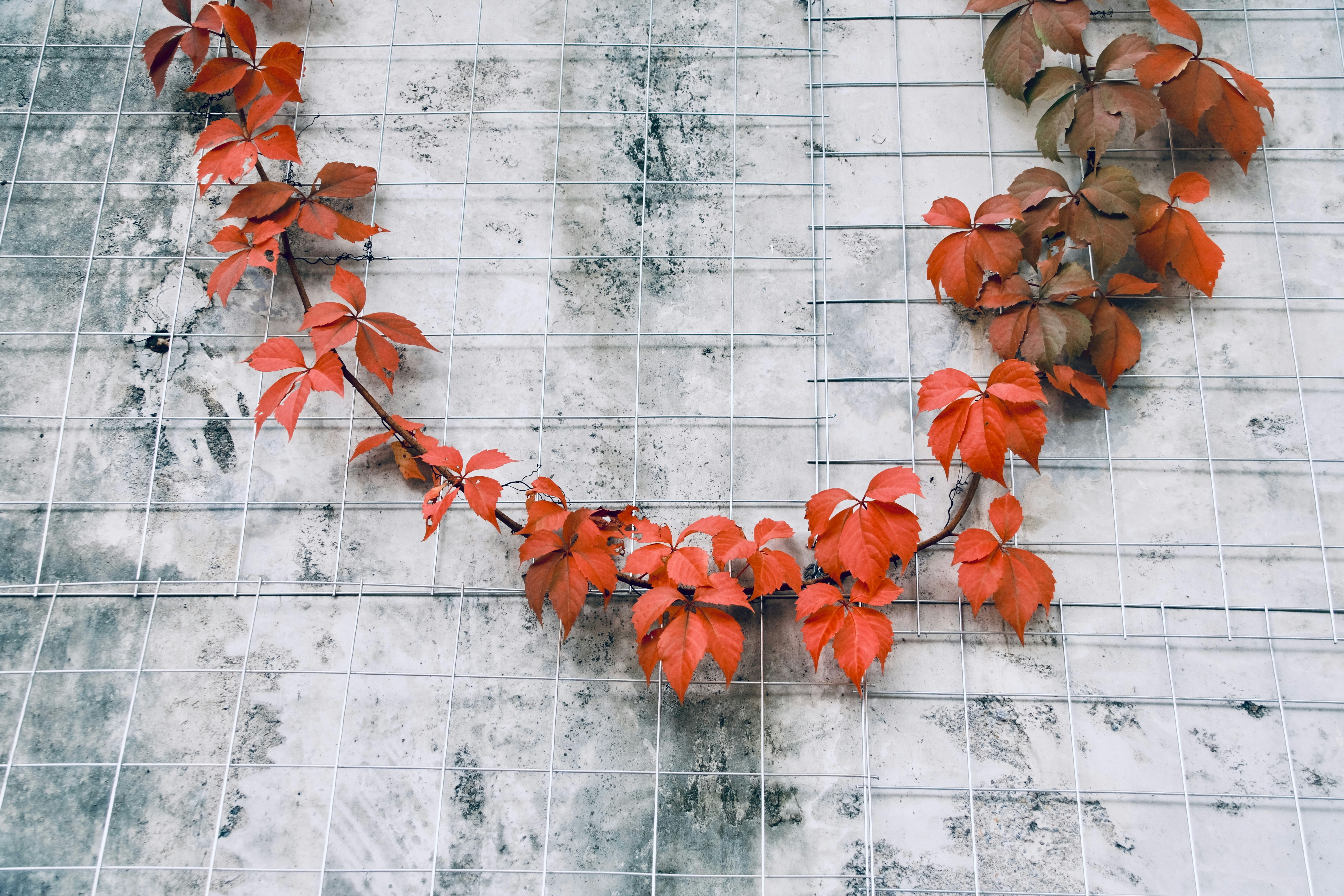 Trailing Vermillion Ivy on Framed Concrete Grid