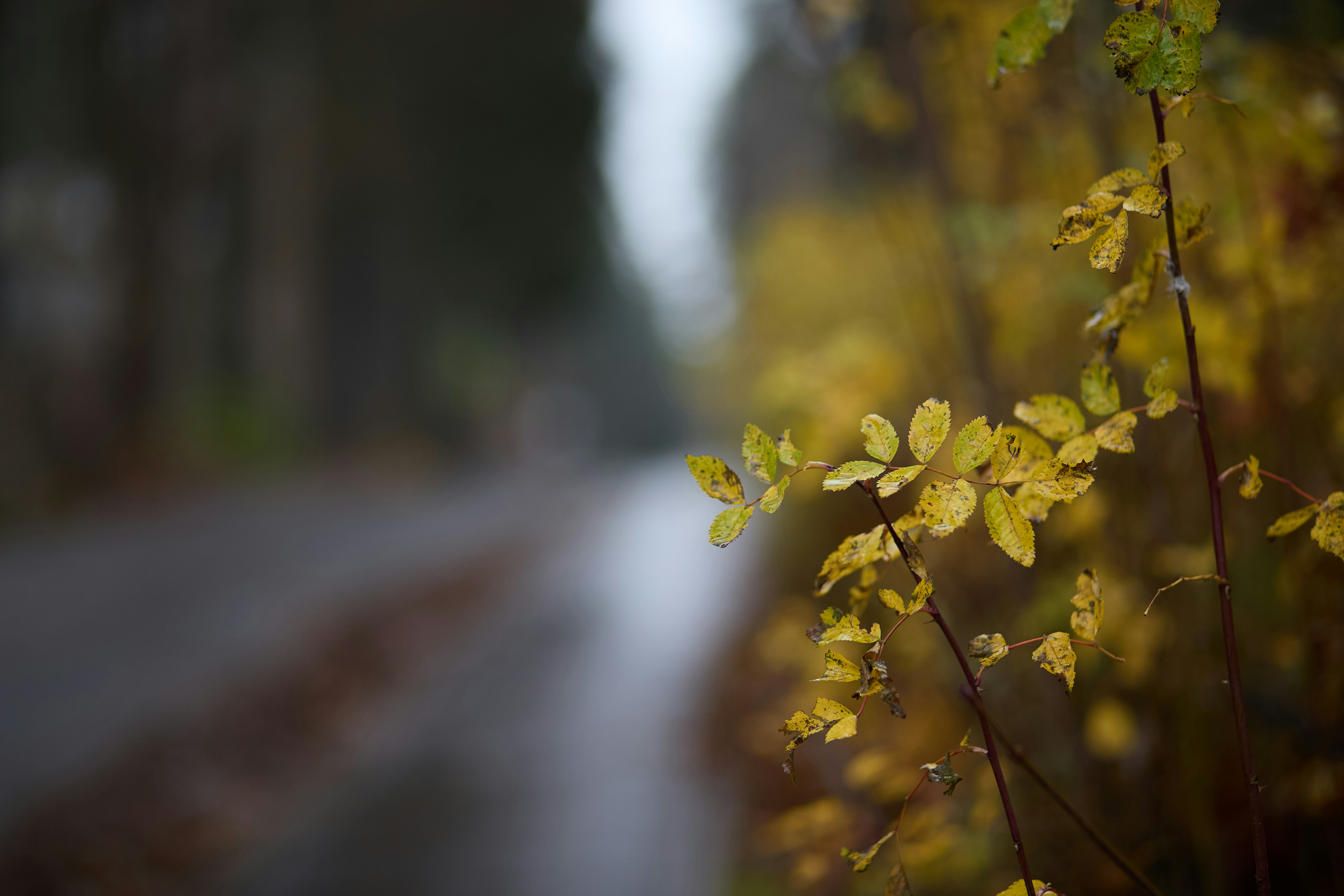 Whispers of Autumn on a Misty Path