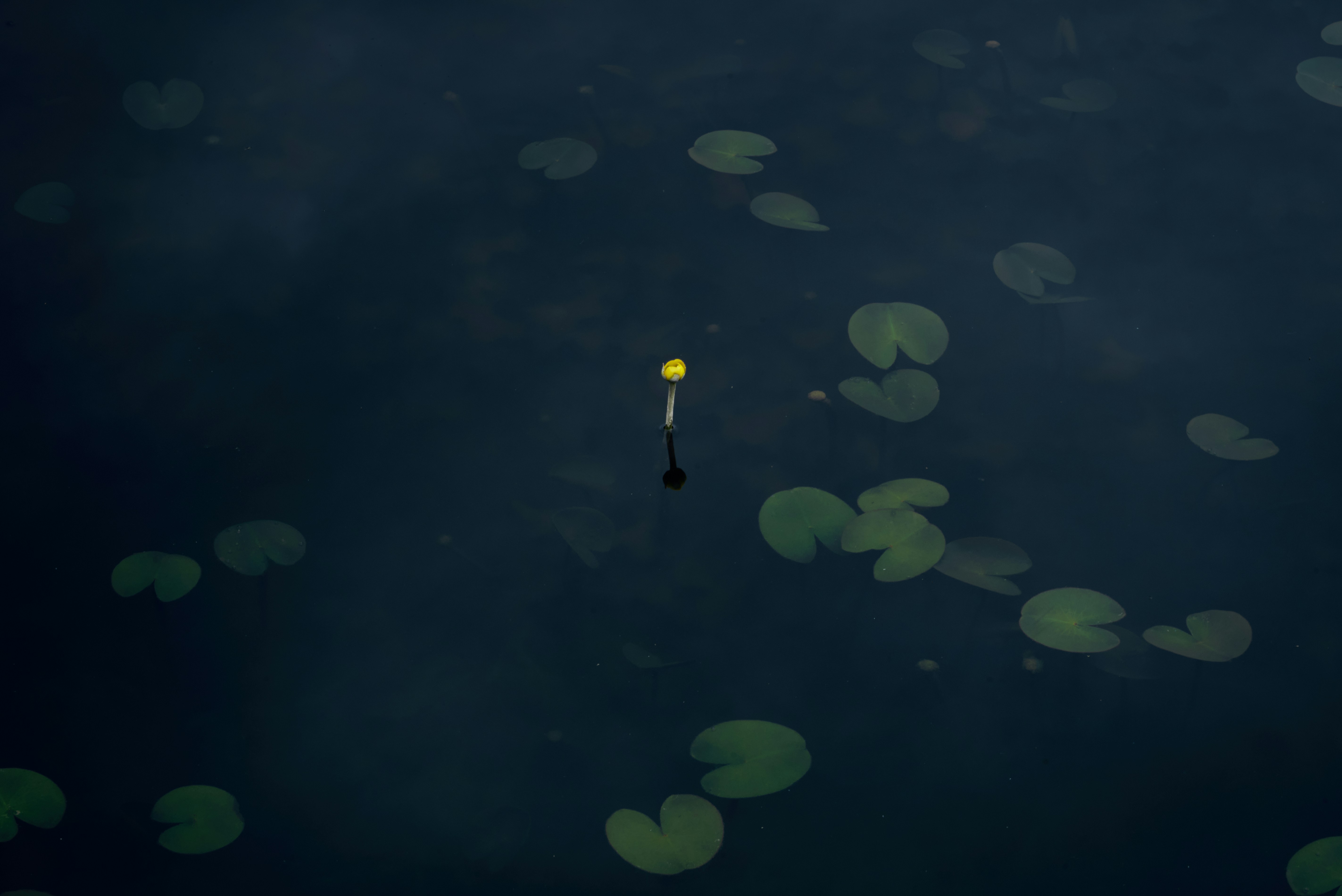 Solitary Bloom Amidst the Shadows