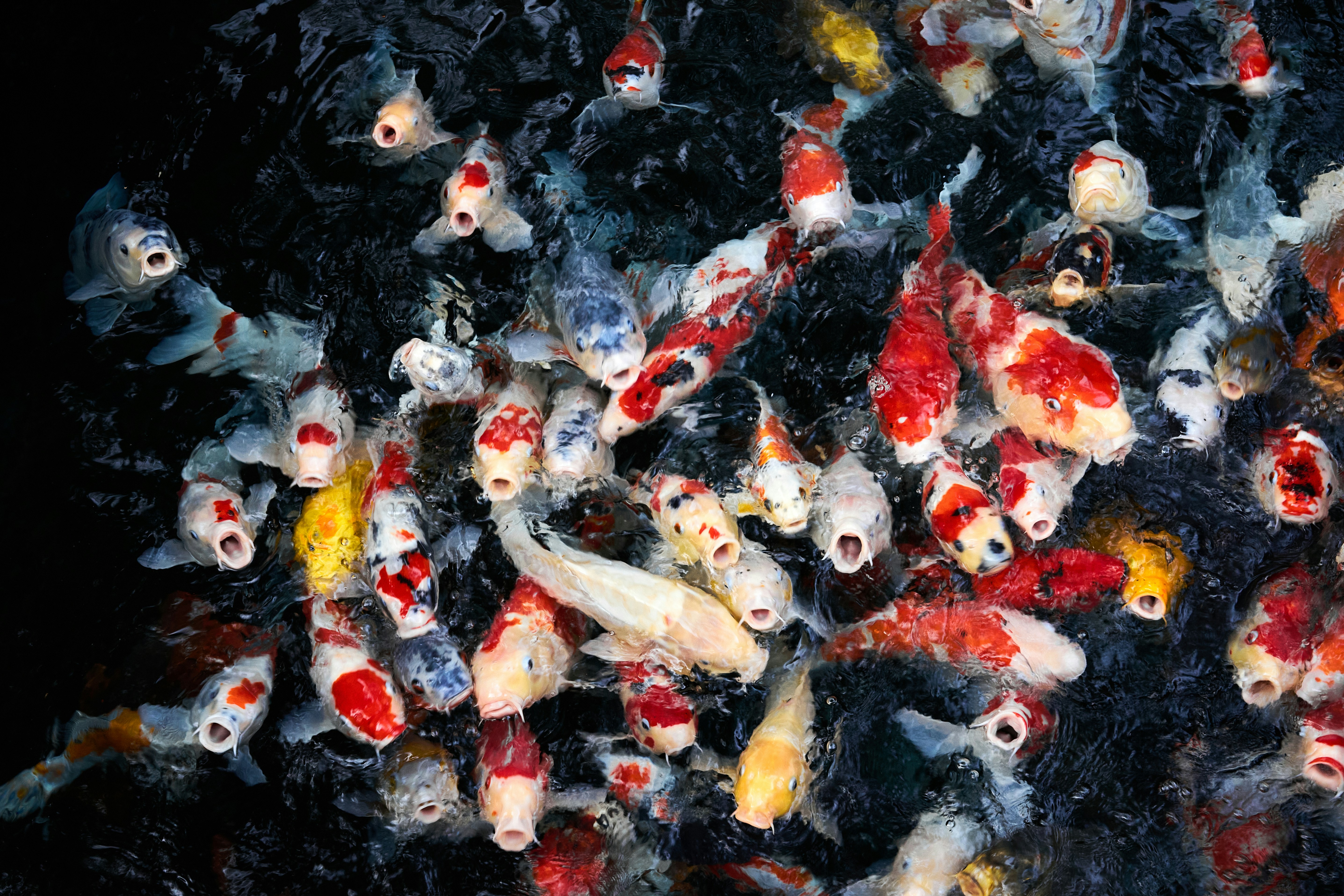 A vibrant school of koi fish swirling together in a pond, showcasing a variety of colors and patterns. The dynamic movement creates a mesmerizing visual effect.