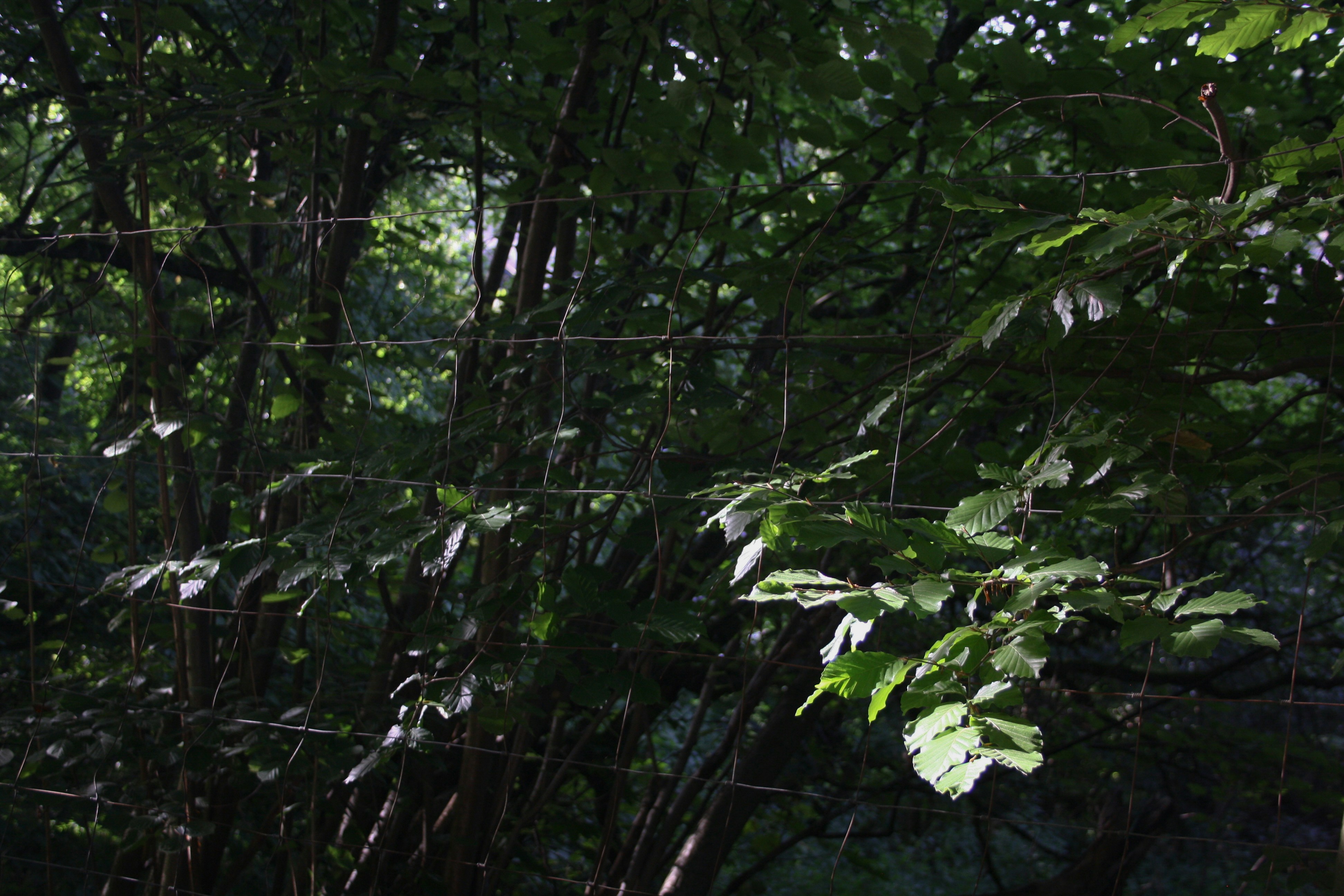 Sunlit Leaf Edge Framed by a Woven Fence in Dense Foliage