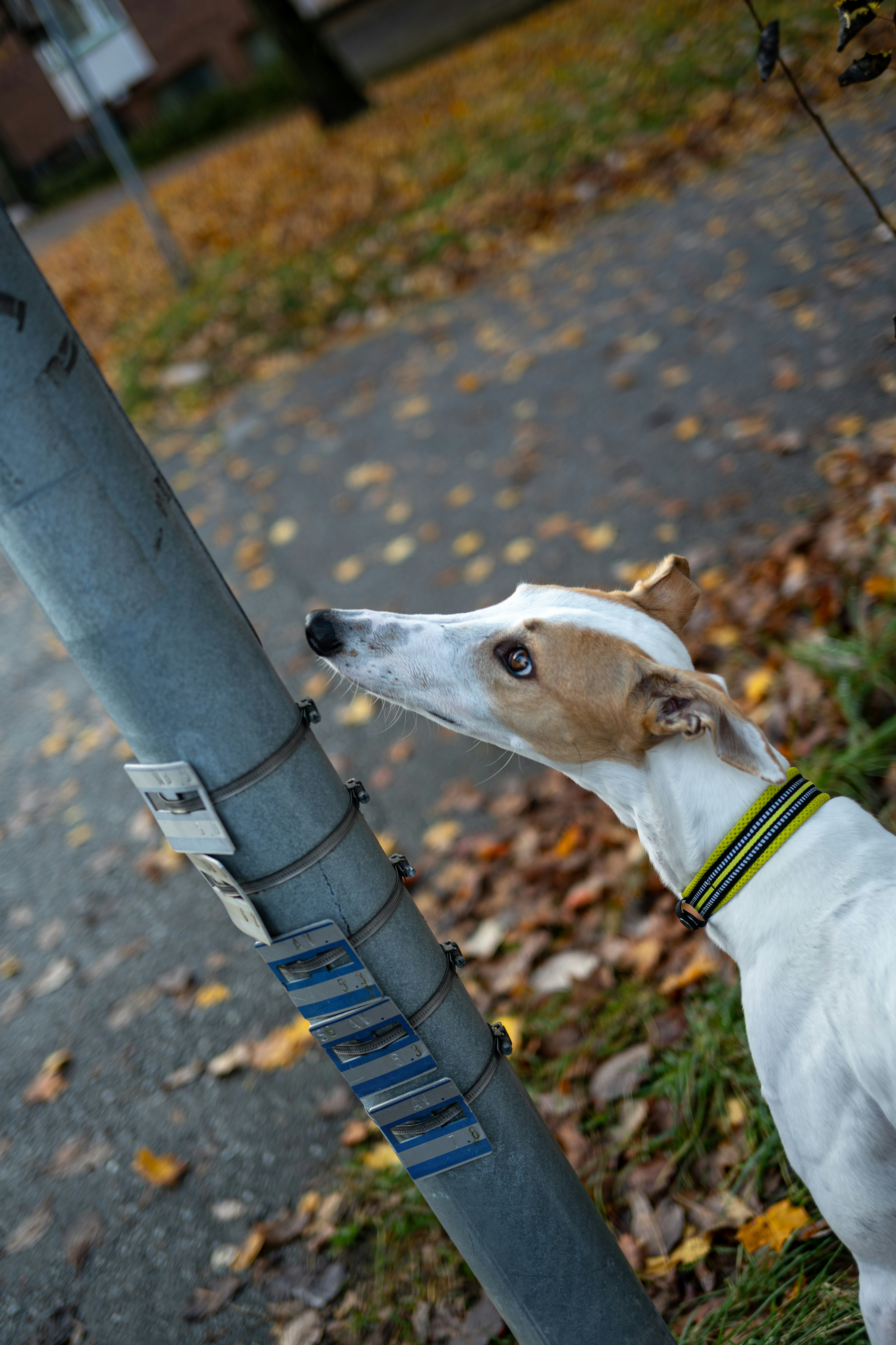 Un galgo olfatea un poste de metal en otoño foto – Imagen de Animal ...