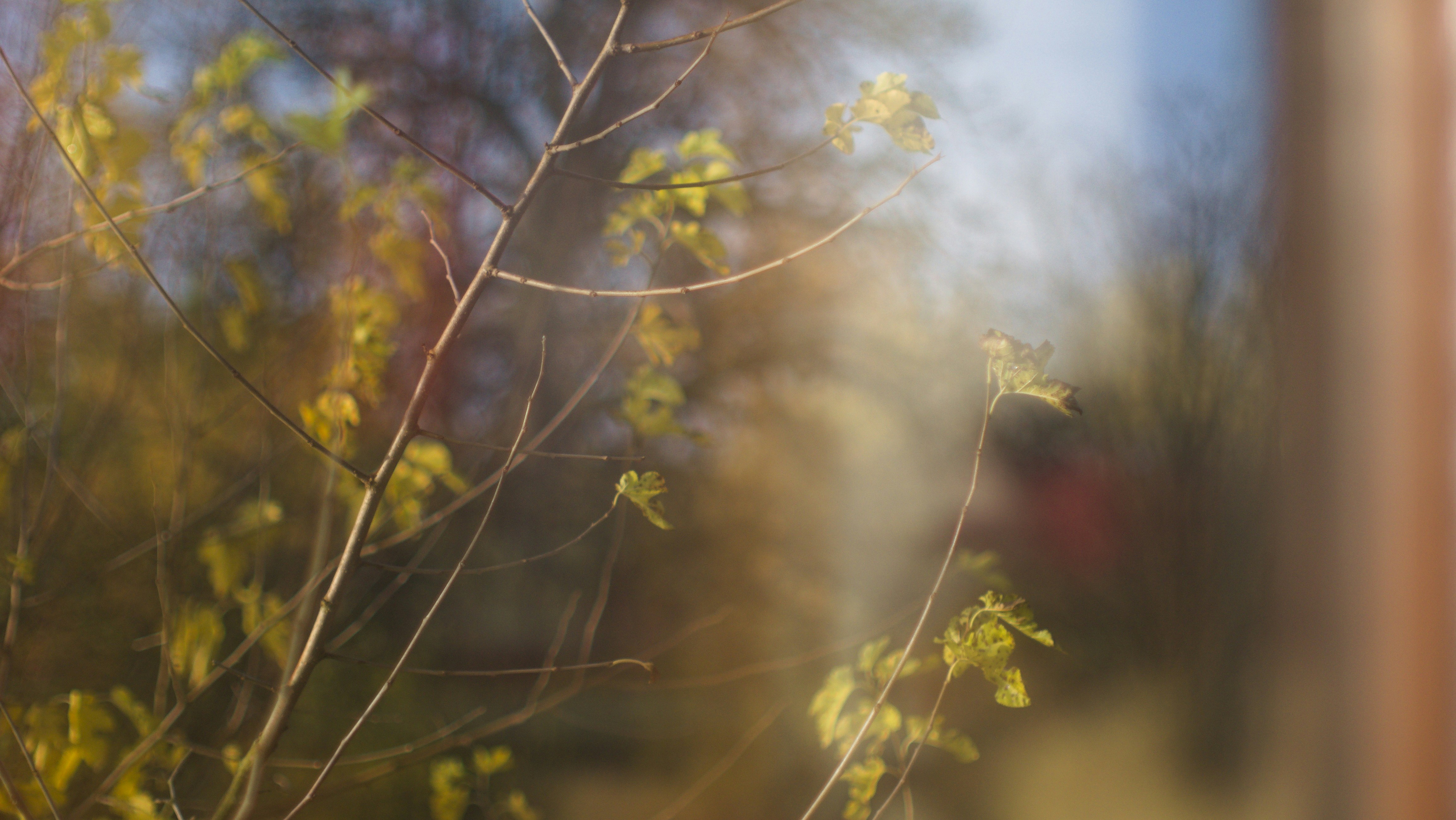 Delicate branches with small green leaves and soft bokeh background.
