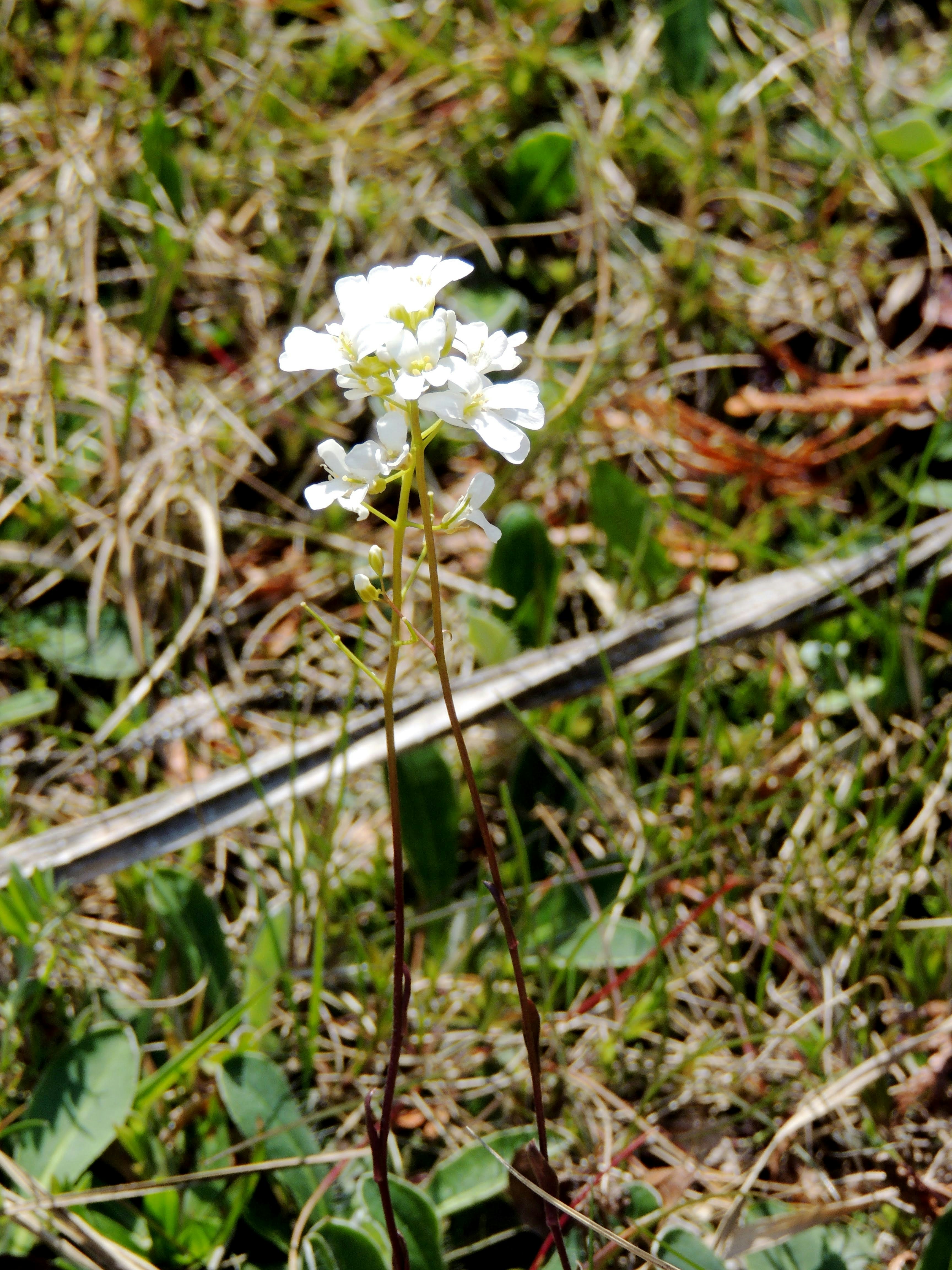 Lone White Bloom on a Slender Stem Amid a Tangle of Meadow Grass