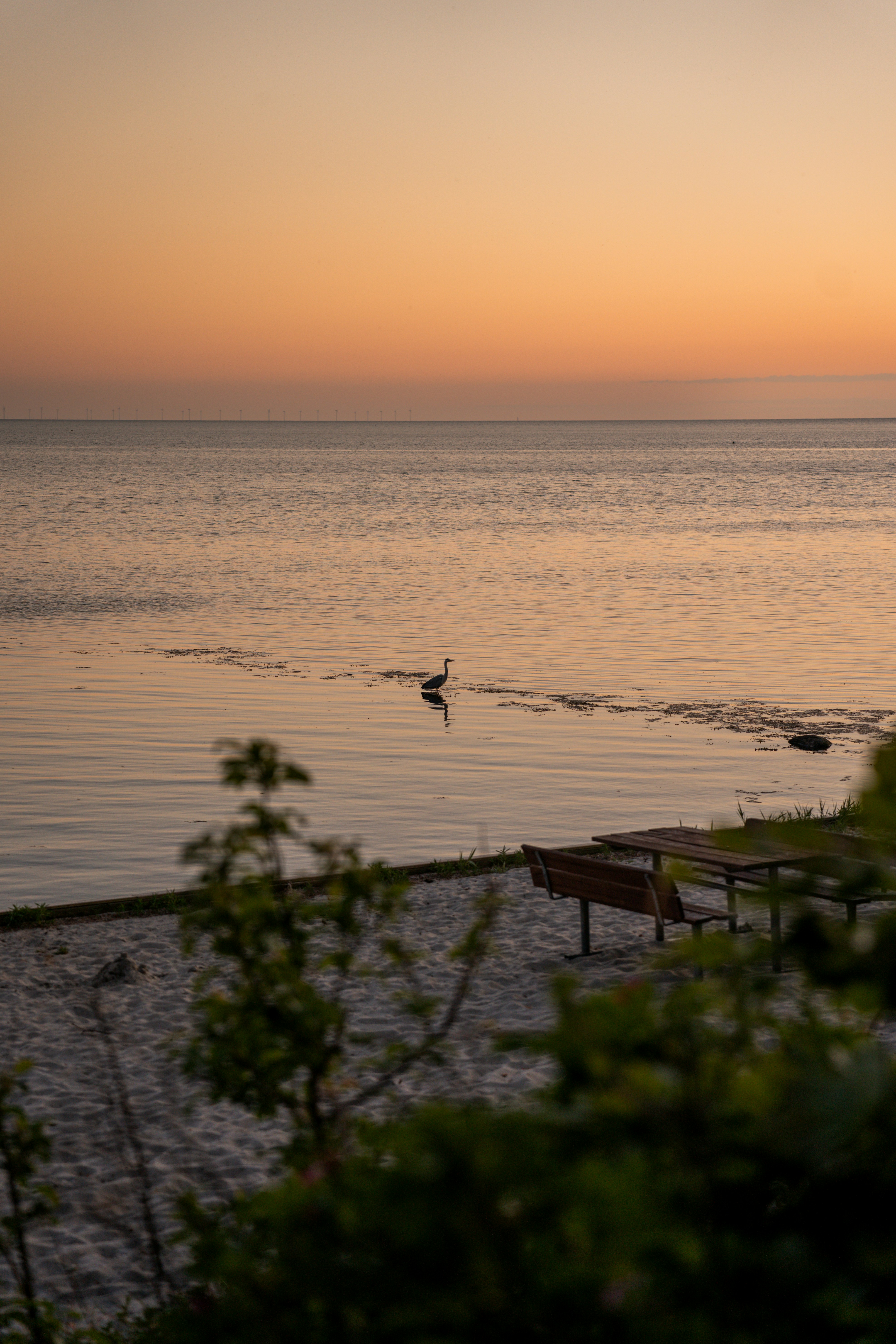 Serenity at Dusk: A Heron's Reflection