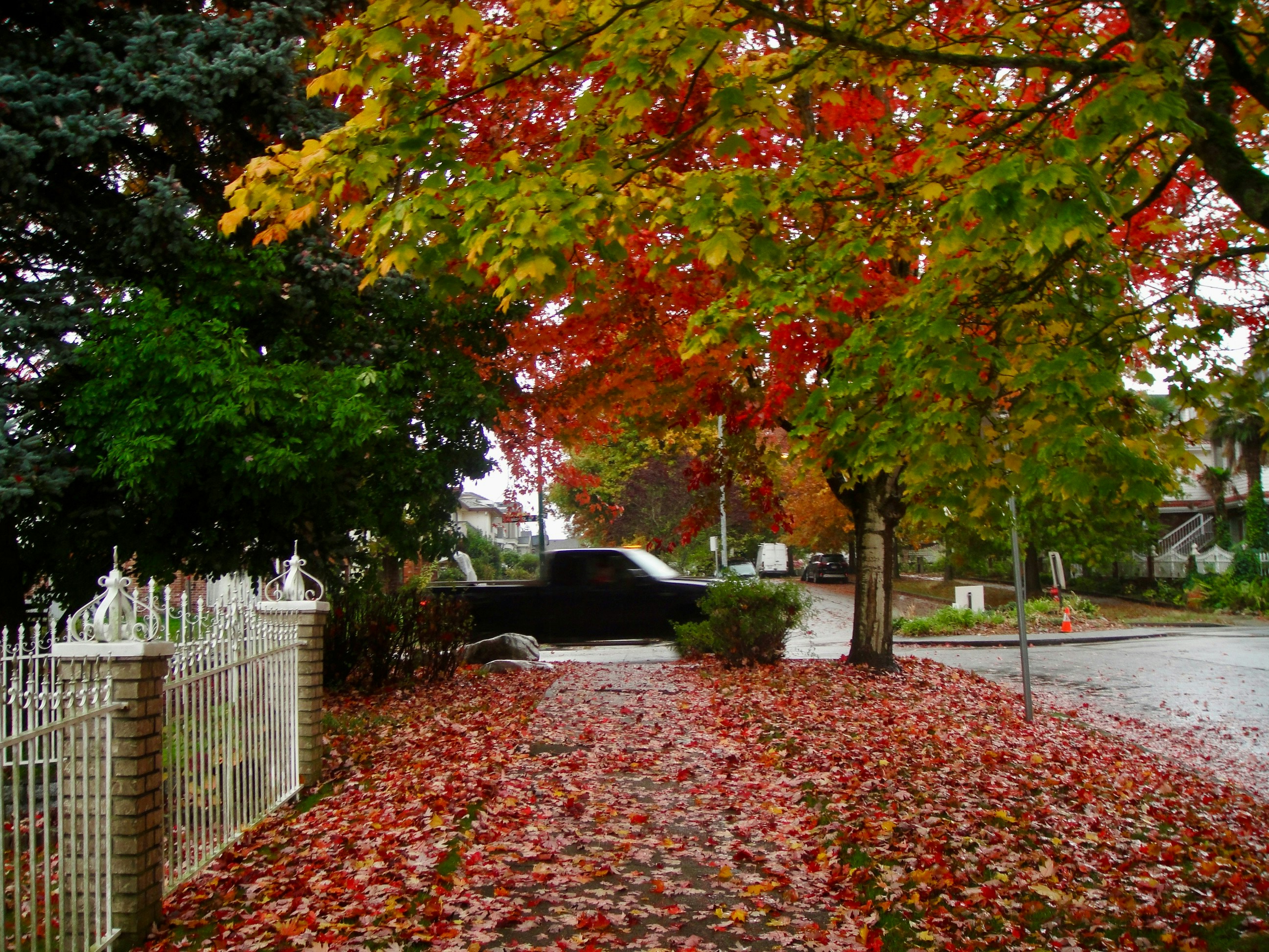 Autumn leaves cover a driveway with colorful trees.