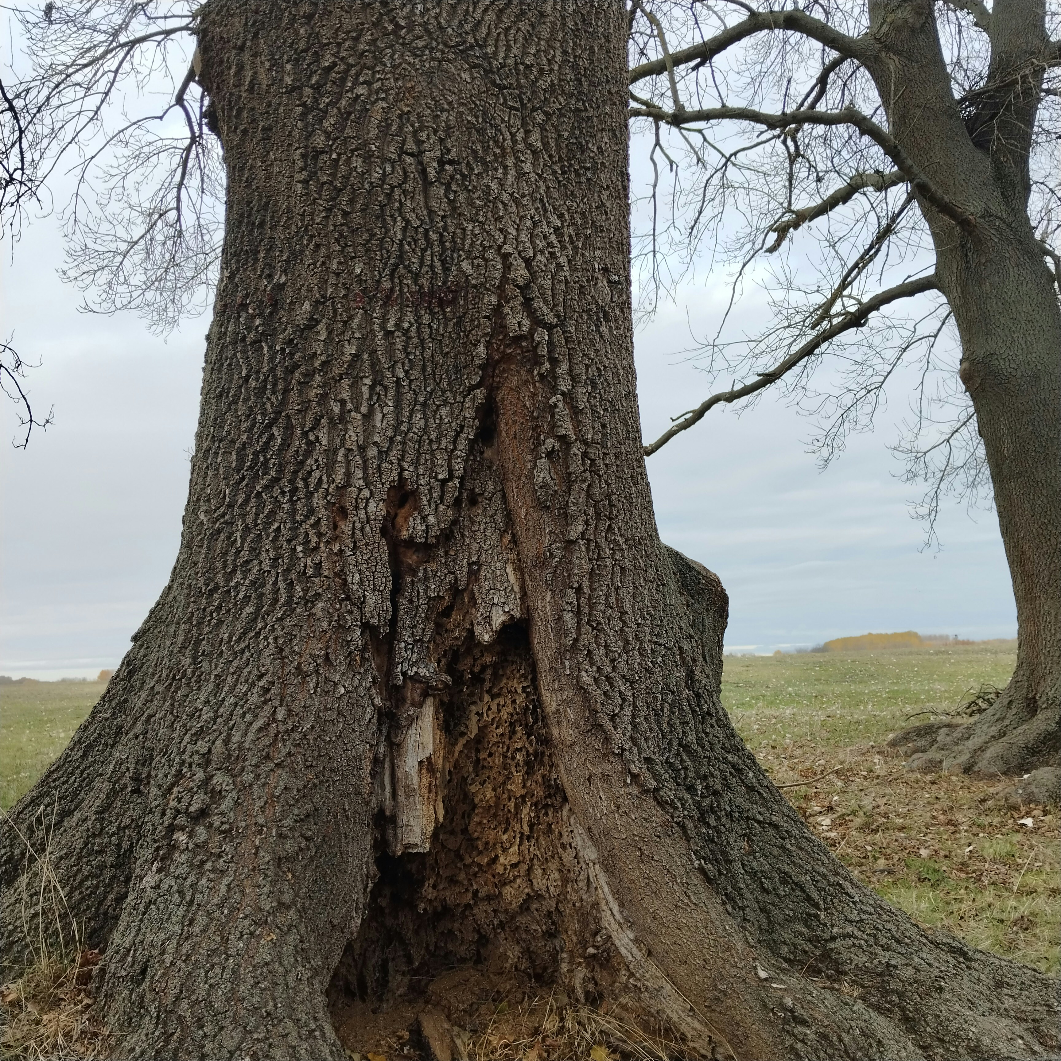 A large tree with a hollowed-out trunk
