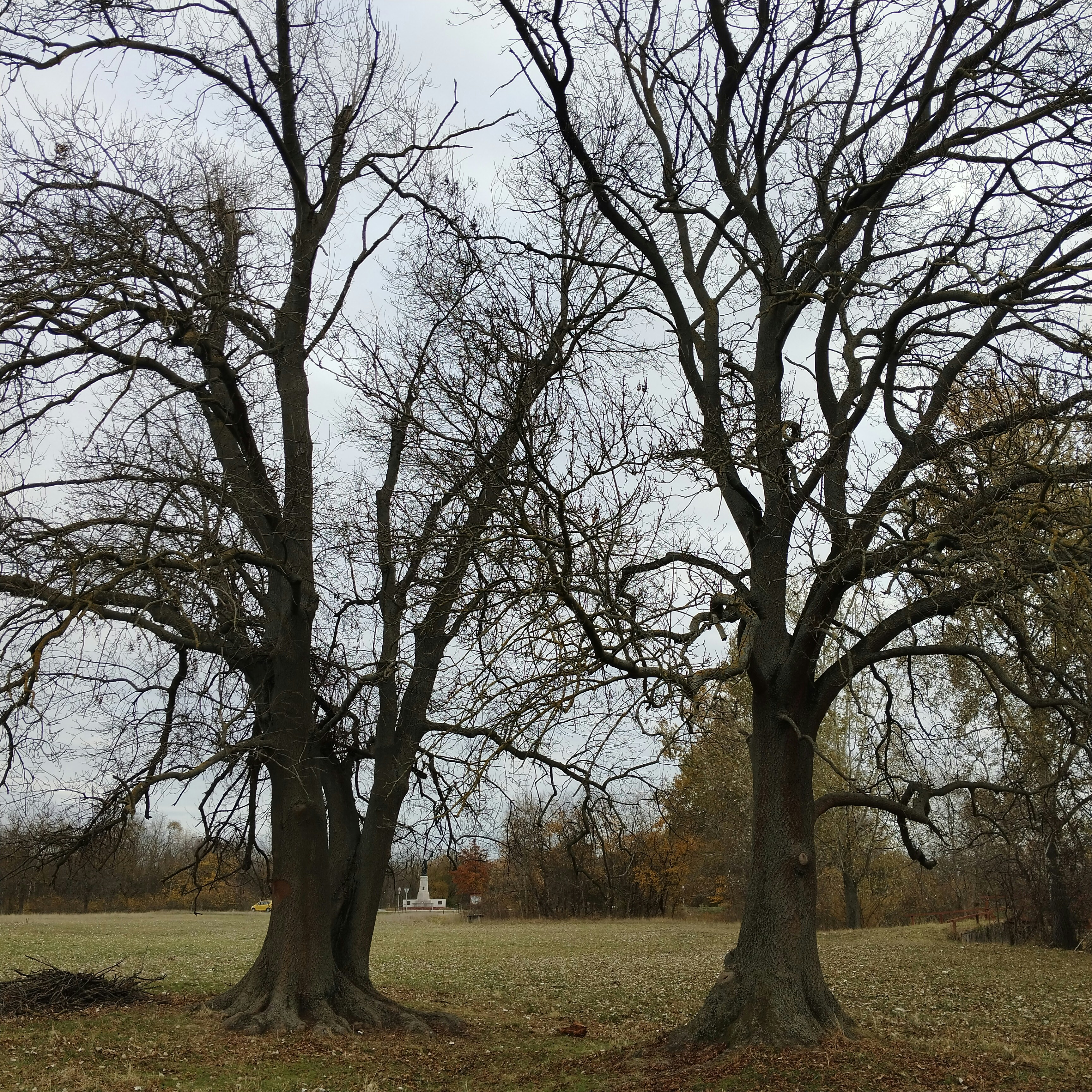 Sample photo from Vivo V29 Lite