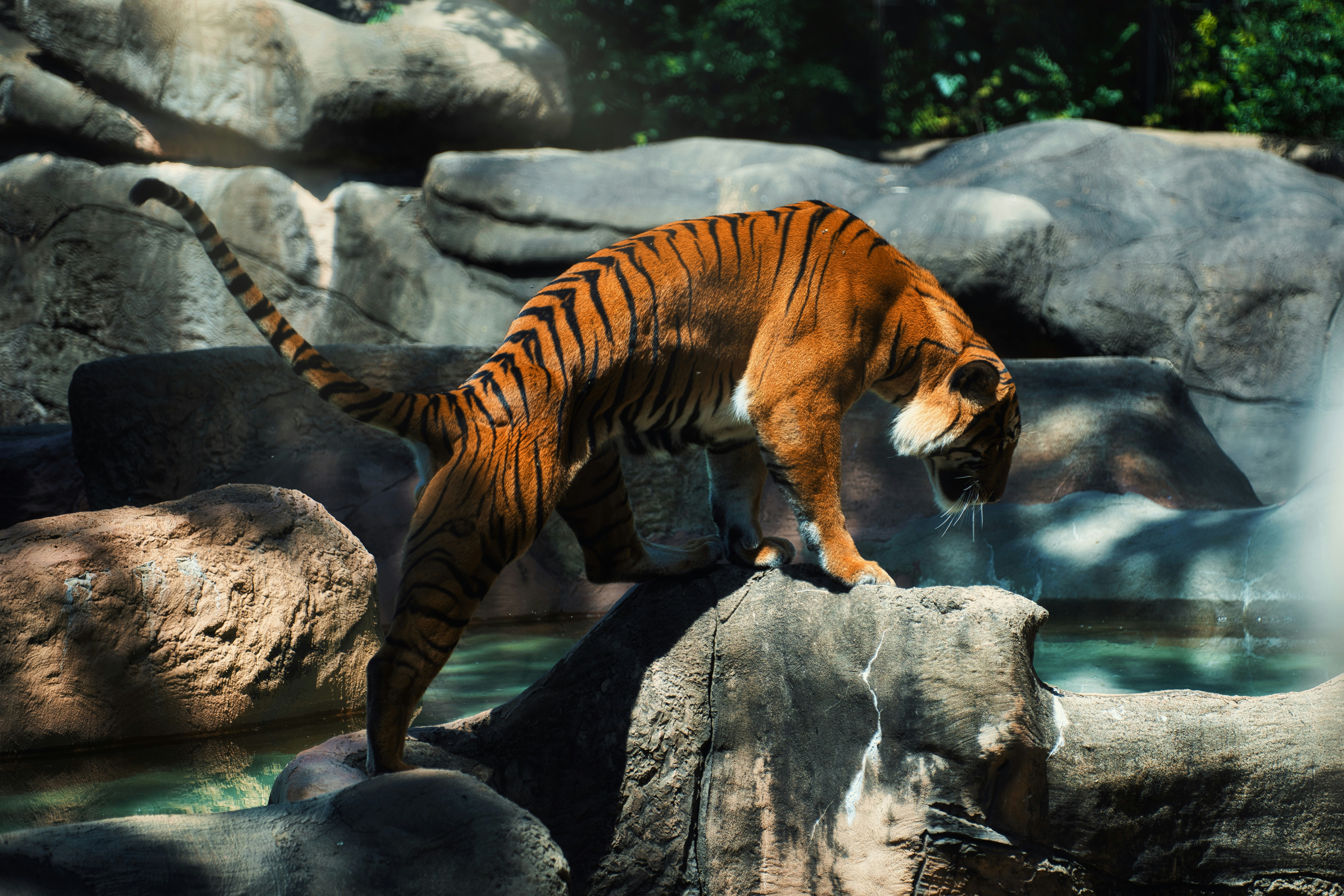 A tiger climbing on sunlit rocks beside clear water. | A tiger walks on rocks near water.