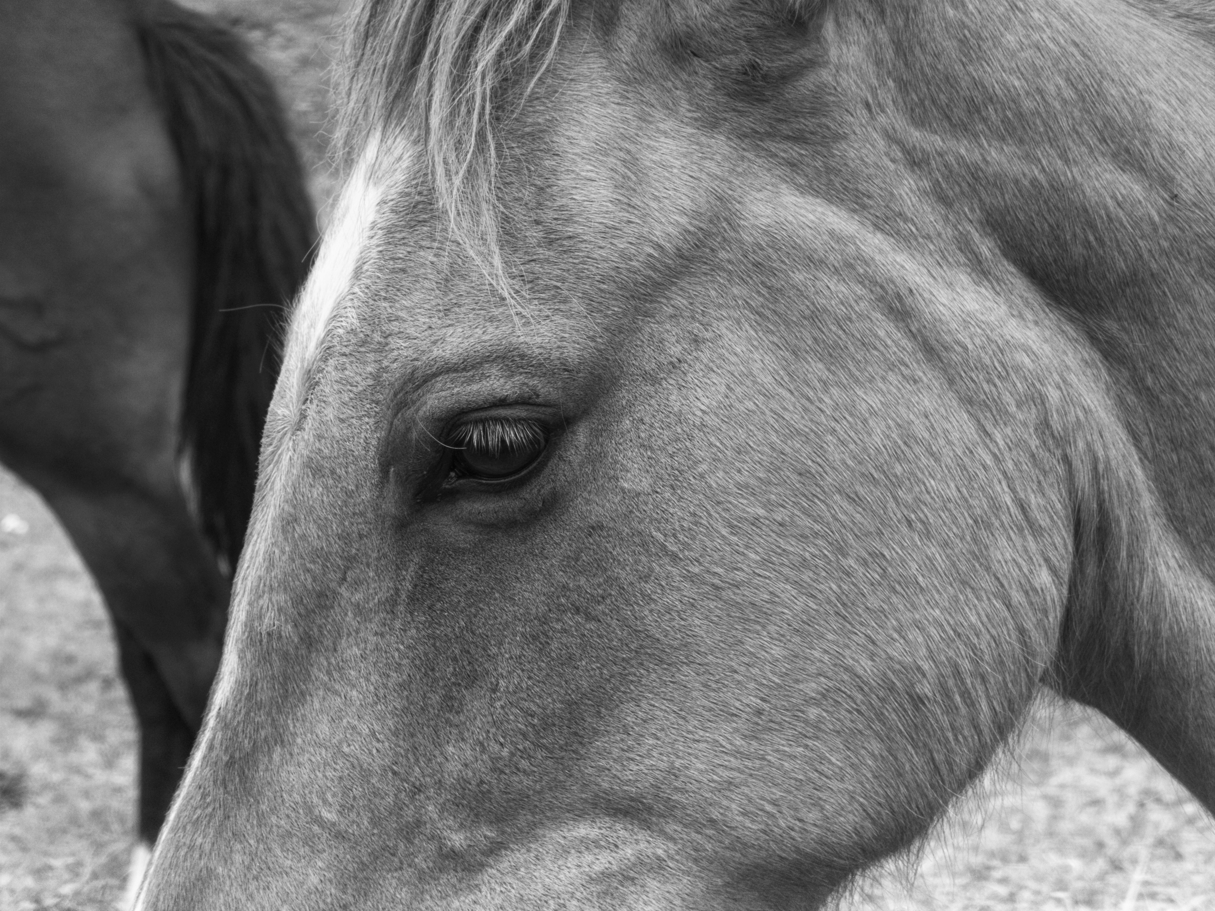 Equine Elegance in Monochrome