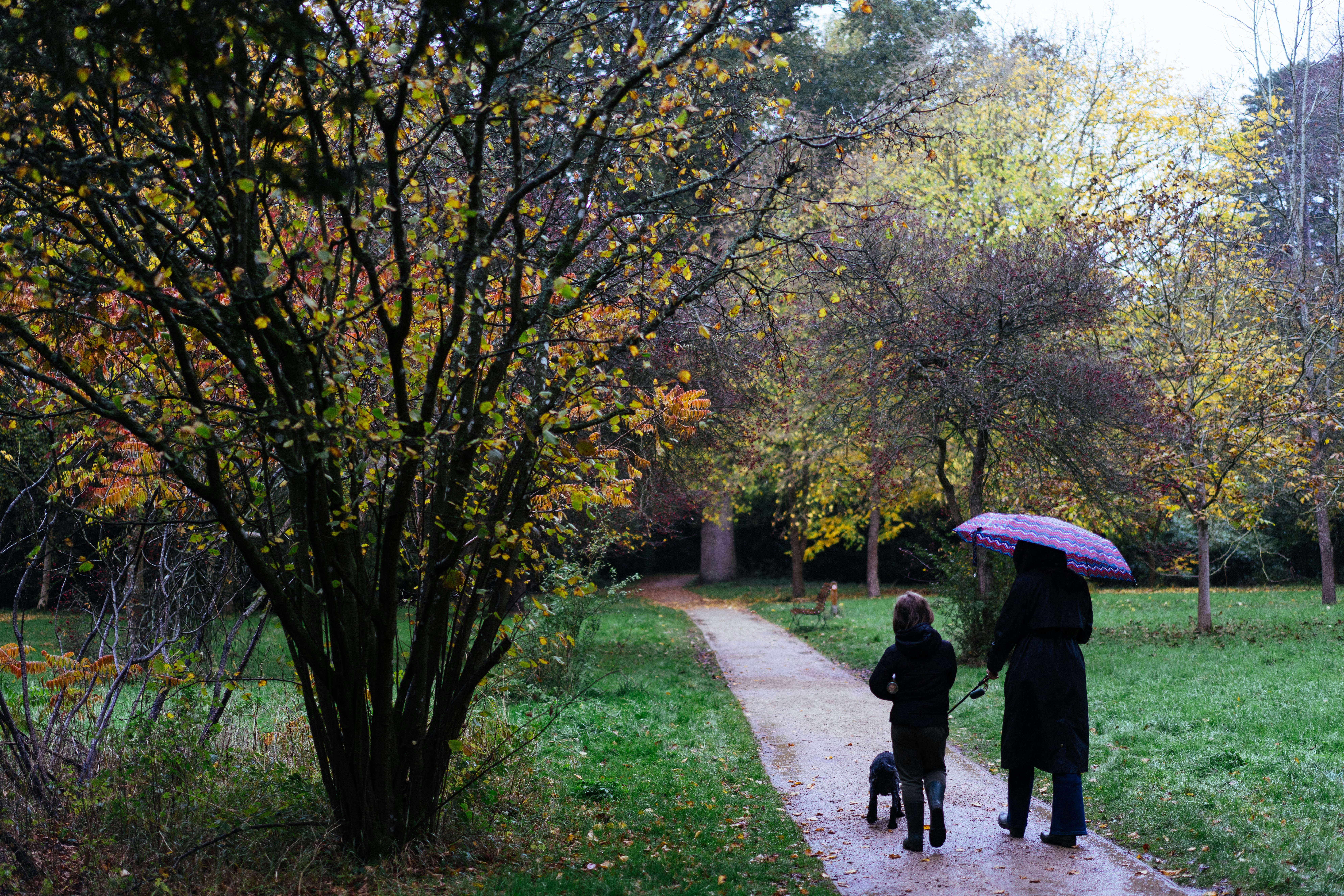 Autumn Stroll Under Umbrellas