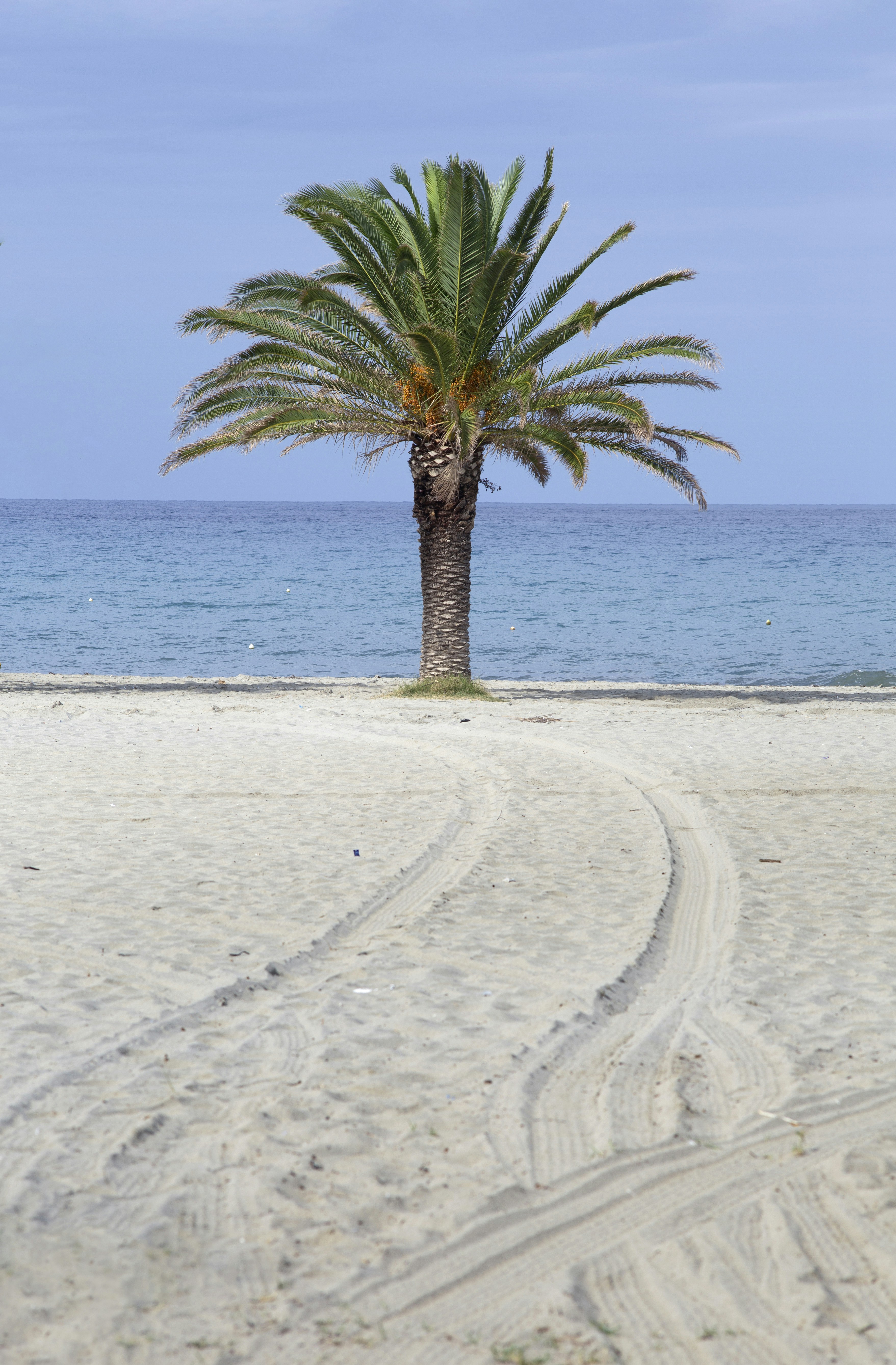 Pathway to Serenity: A Tropical Embrace