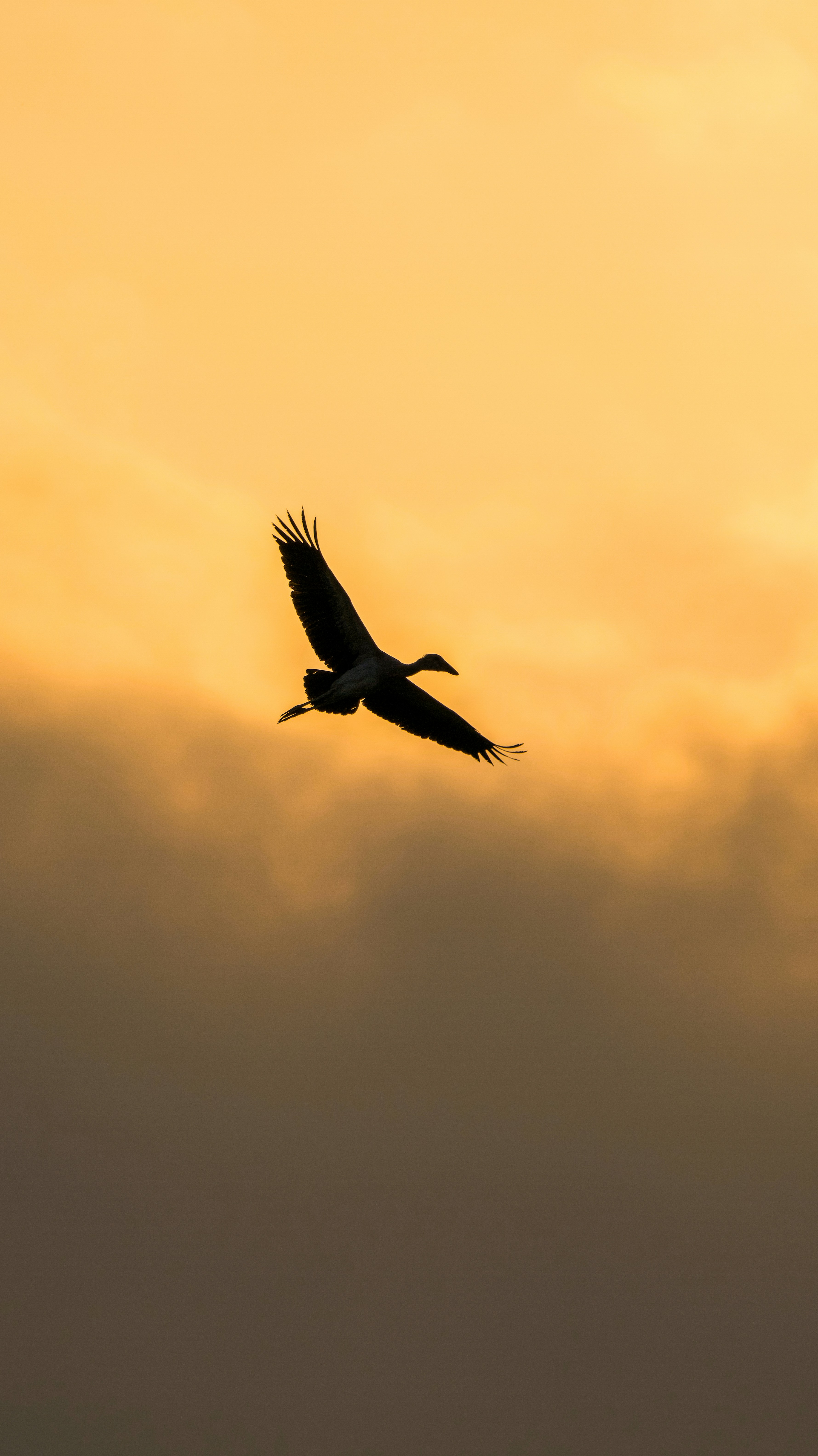 A bird in flight silhouetted against a golden sunset, showcasing the beauty of nature's transitions.