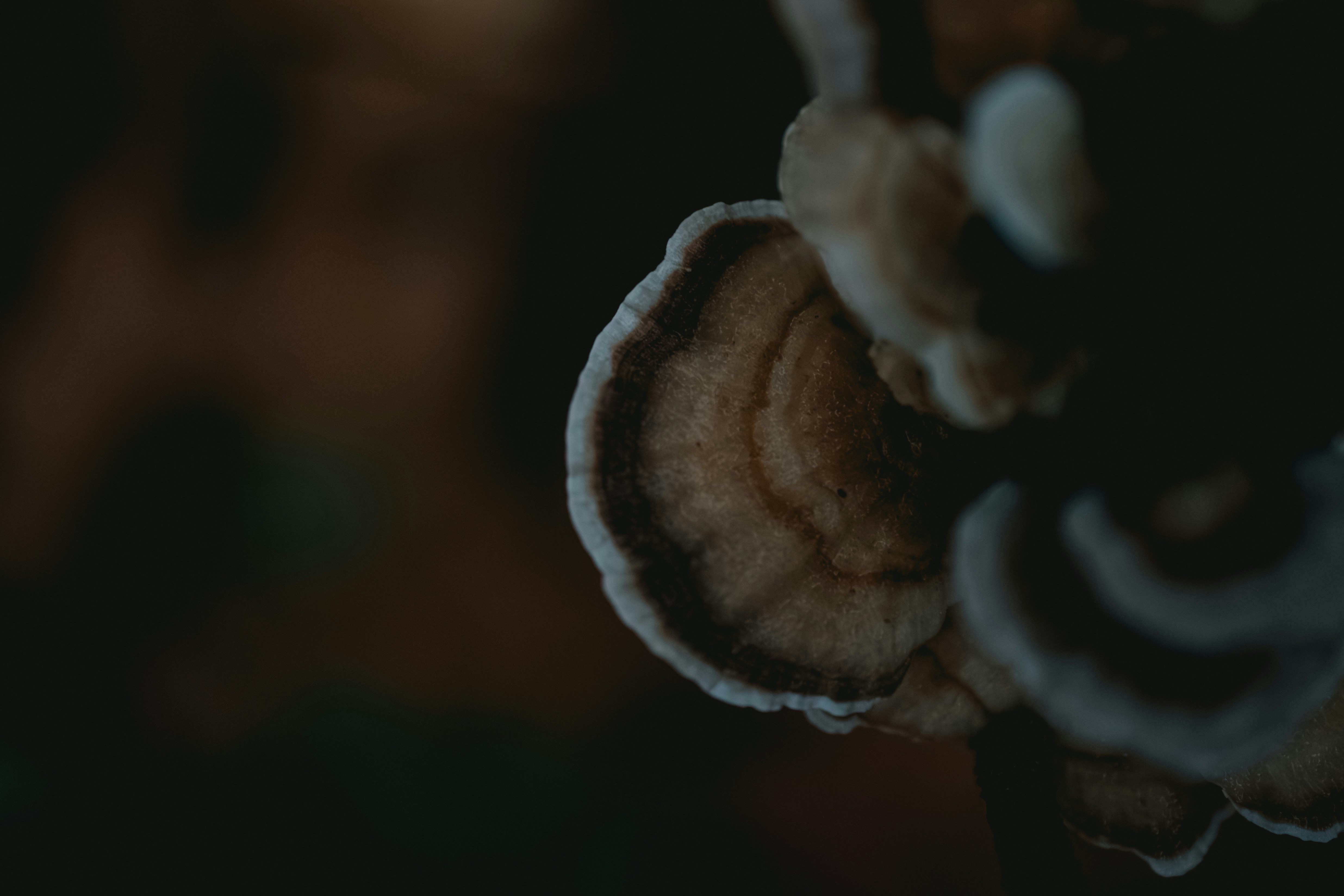 Whispers of Nature: A Close-Up Study of Fungi