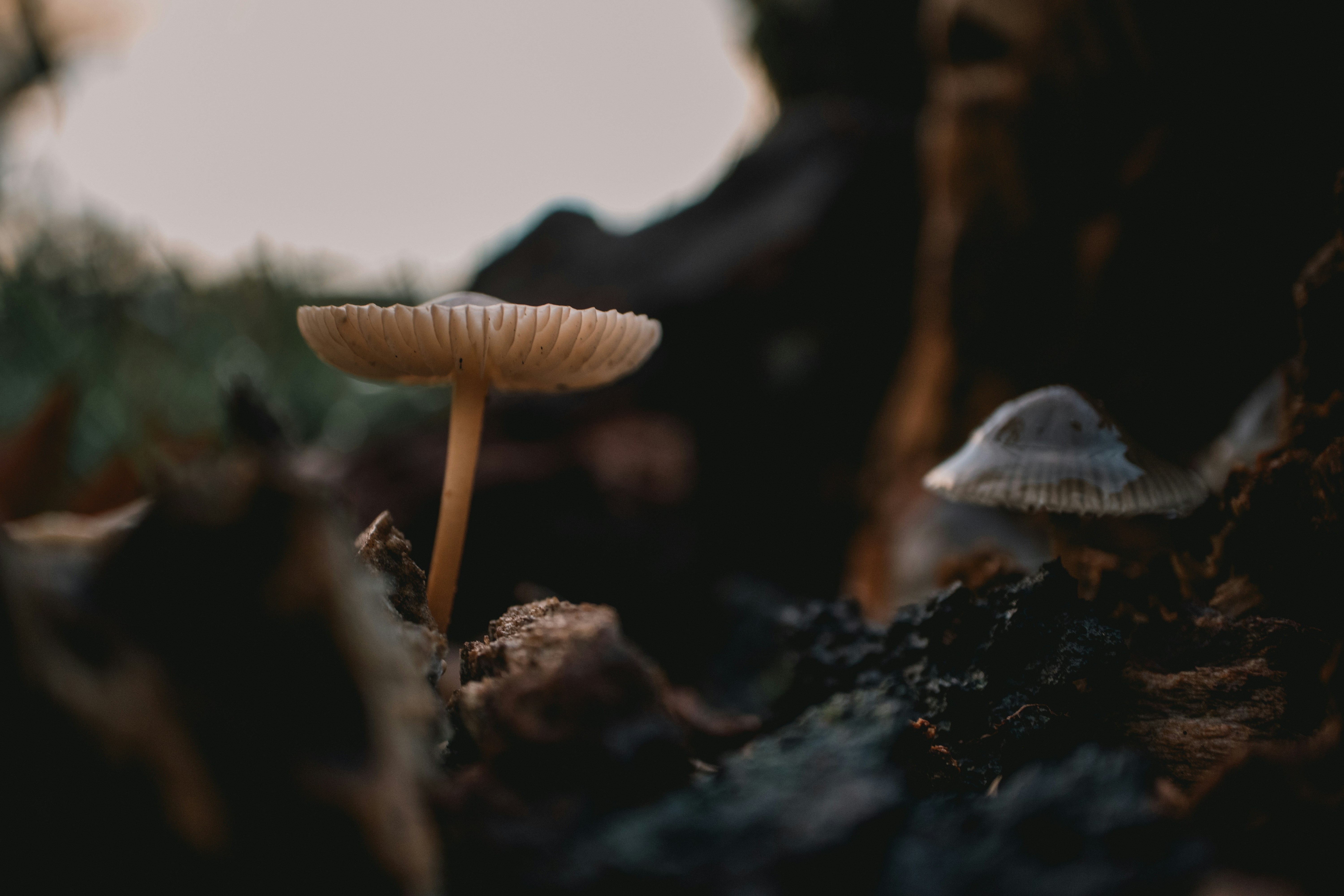 Photo by Sofie D. with Canon EOS M100