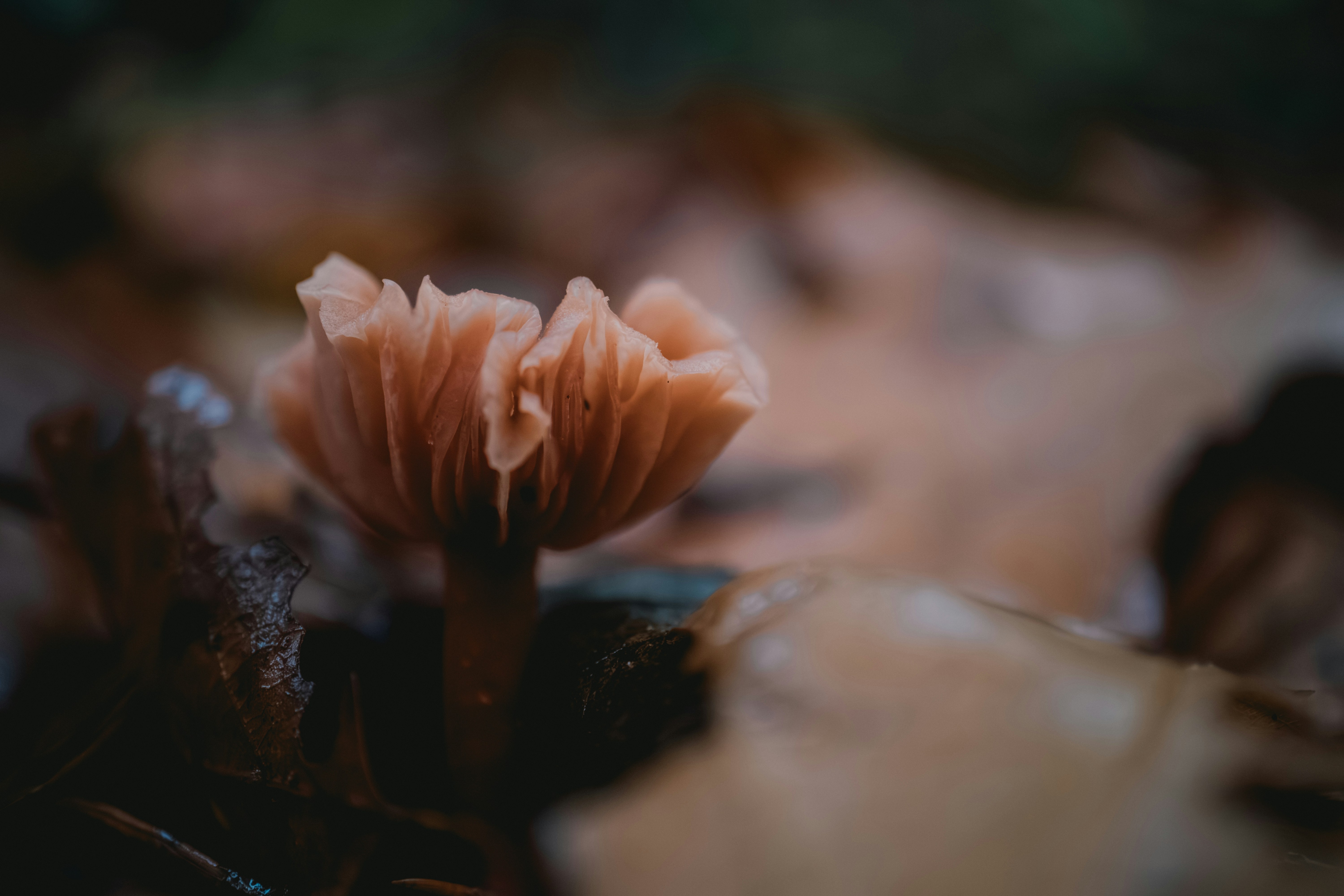 Delicate mushroom emerging from a bed of fallen leaves, showcasing intricate gills and soft hues. The scene captures the essence of nature's quiet beauty.