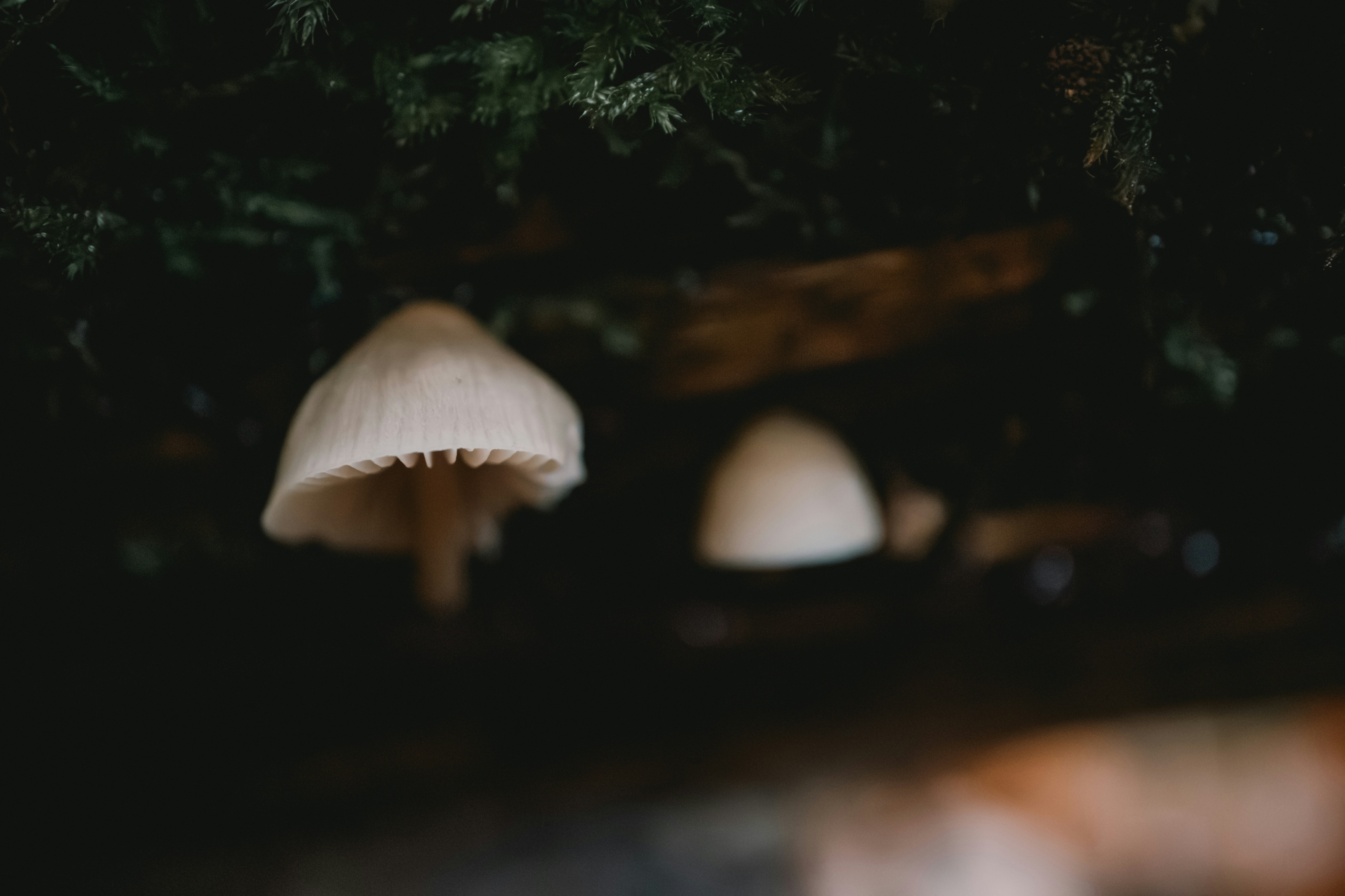 Mushrooms in Quiet Light Under a Mossy Canopy