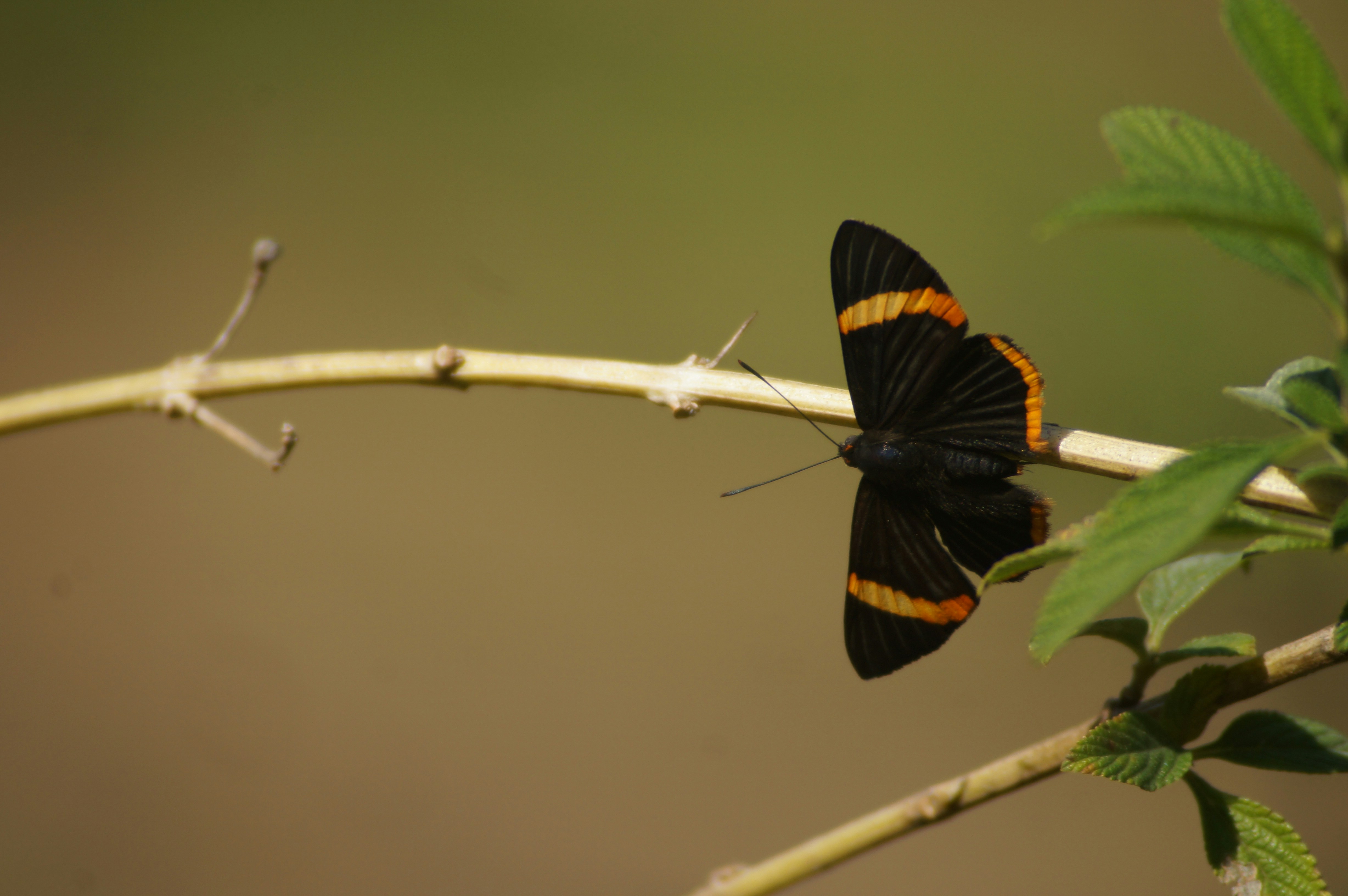 Orange-Banded Black Butterfly Perched on a Bare Twig Against a Soft Green Backdrop