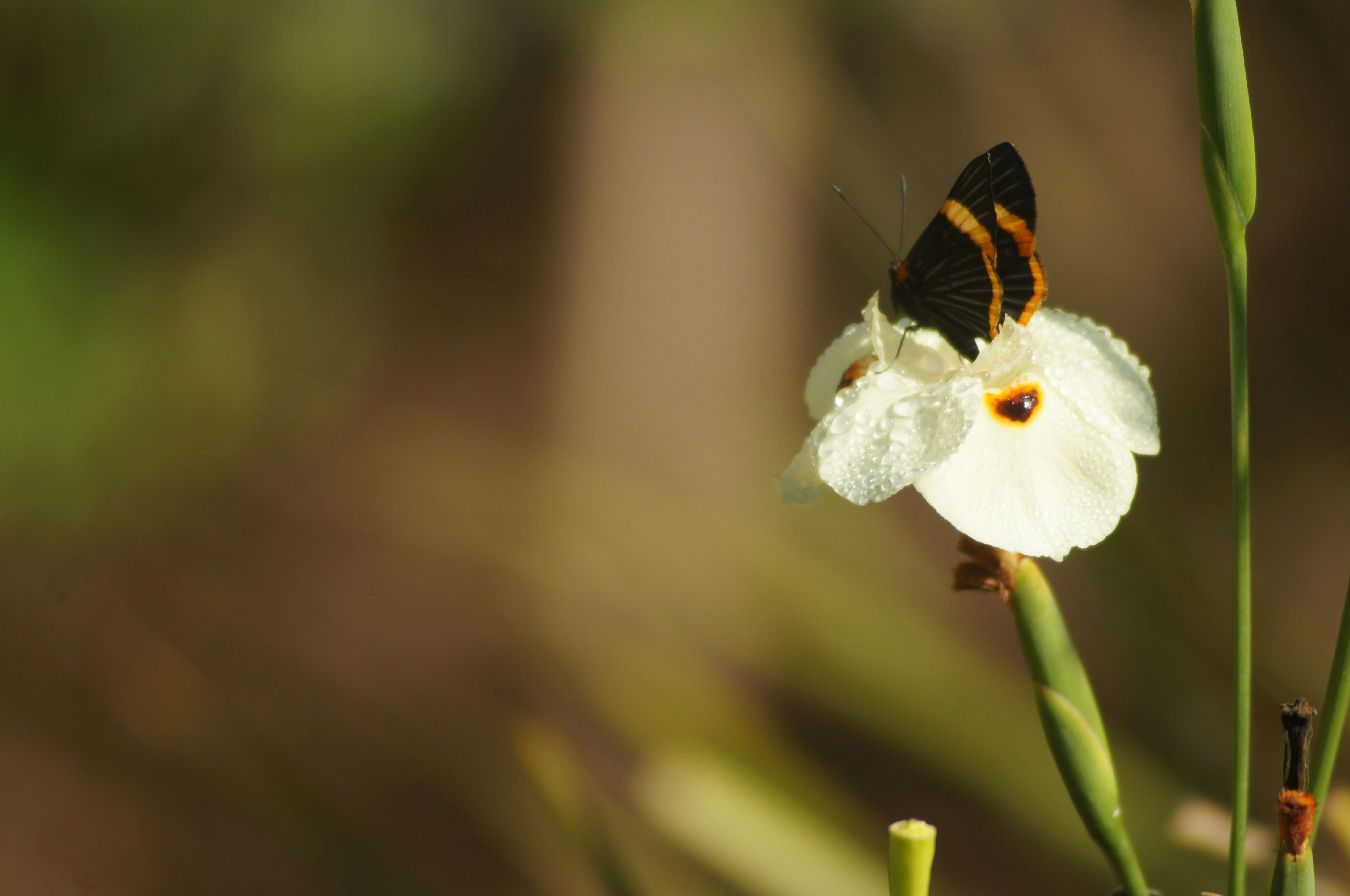 Nature's Delicate Balance: A Butterfly's Embrace