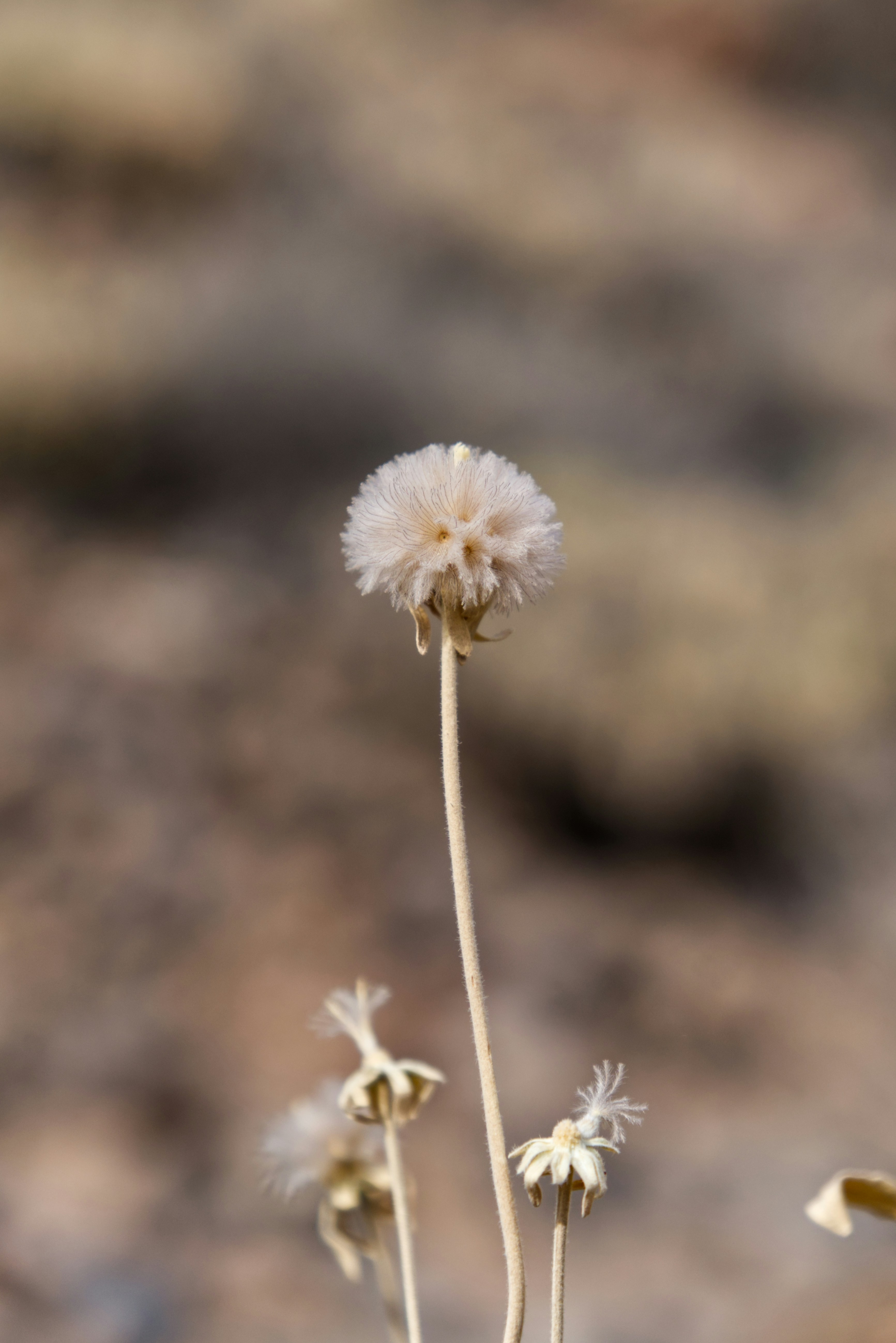 Whispers of Resilience: The Lone Bloom